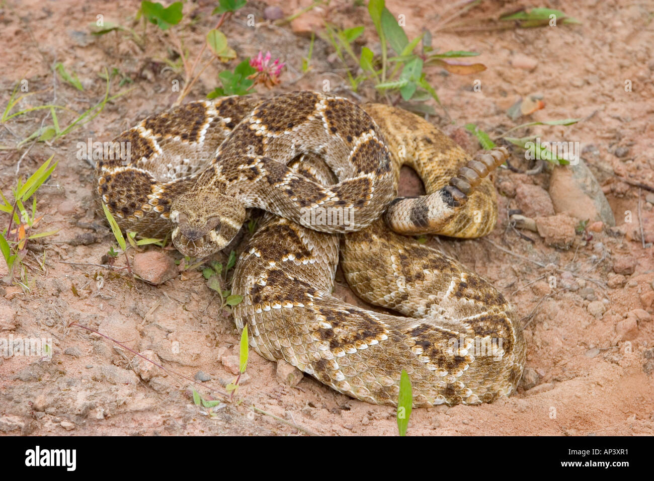 Western diamondback rattlesnake coiled, Crotalus atrox Stock Photo - Alamy