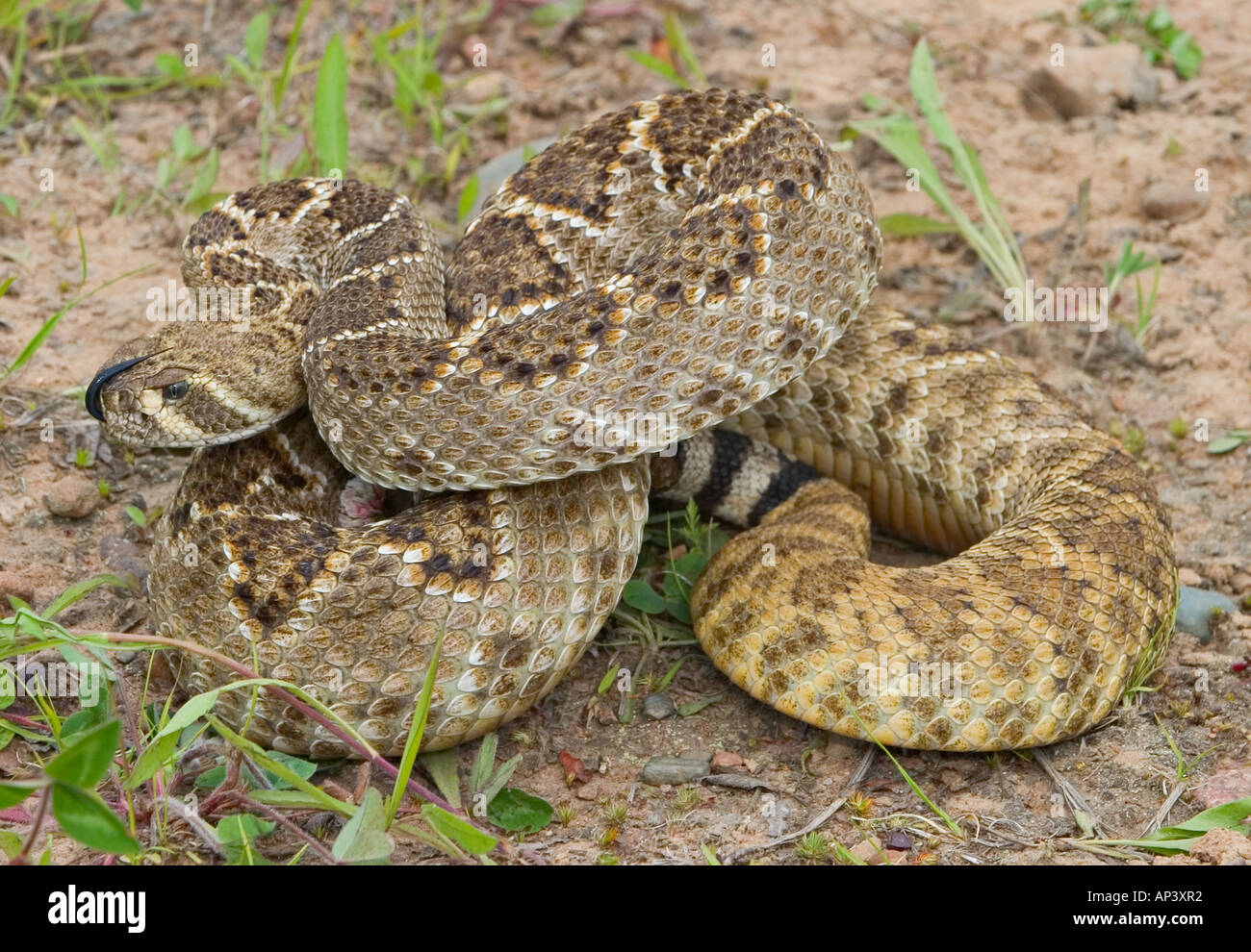 Western diamondback rattlesnake coiled in strike postion, Crotalus ...