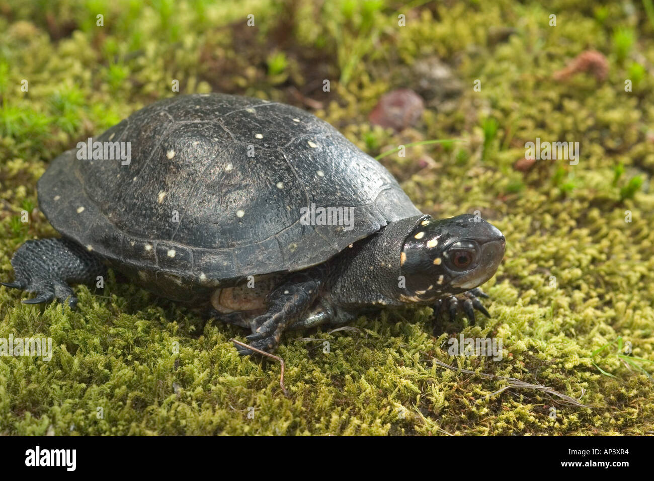 Clemmys guttata hi-res stock photography and images - Alamy