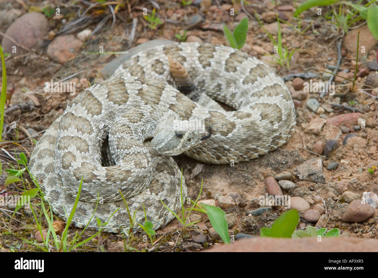 Western Prairie Rattlesnake coiled and ready to strike, Crotalus v ...