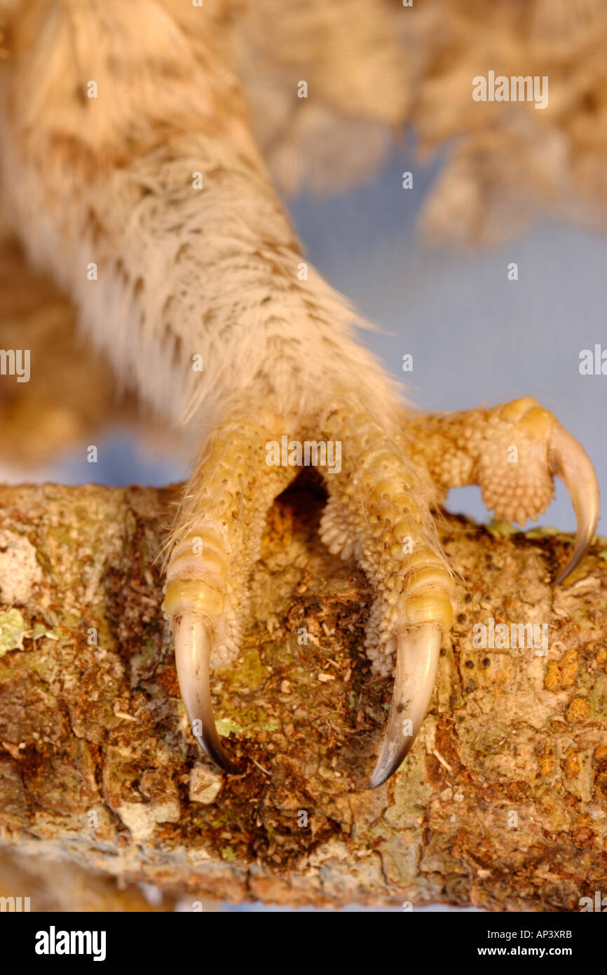 Close-up of Screech owl talons, Otis asio Stock Photo - Alamy