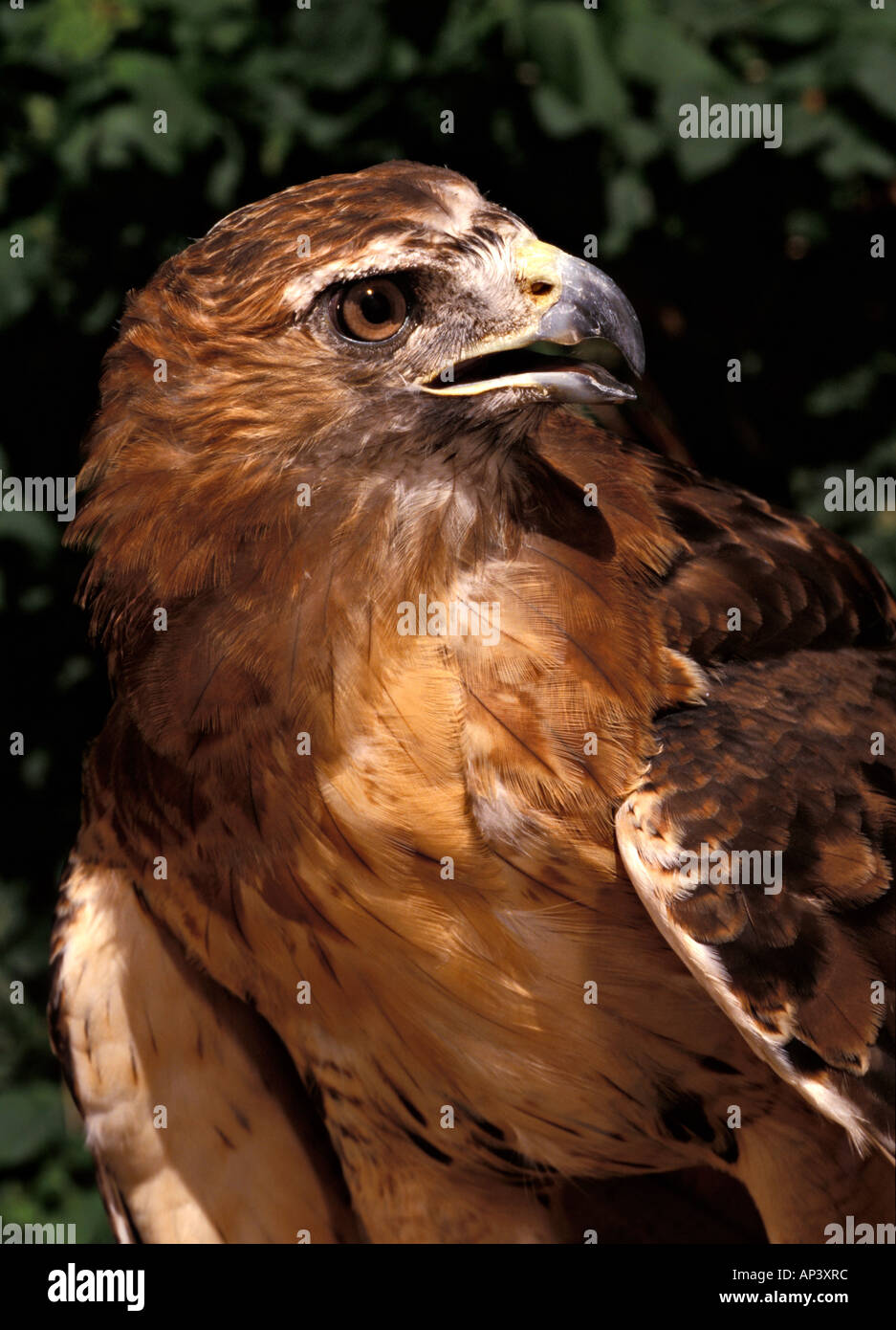 Red-tailed Hawk (female), Buteo jamaicensis, Controlled situation Stock ...