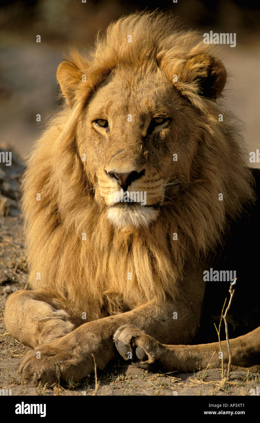 Africa, Sub-Saharan Africa. Lion (Panthera leo Stock Photo - Alamy