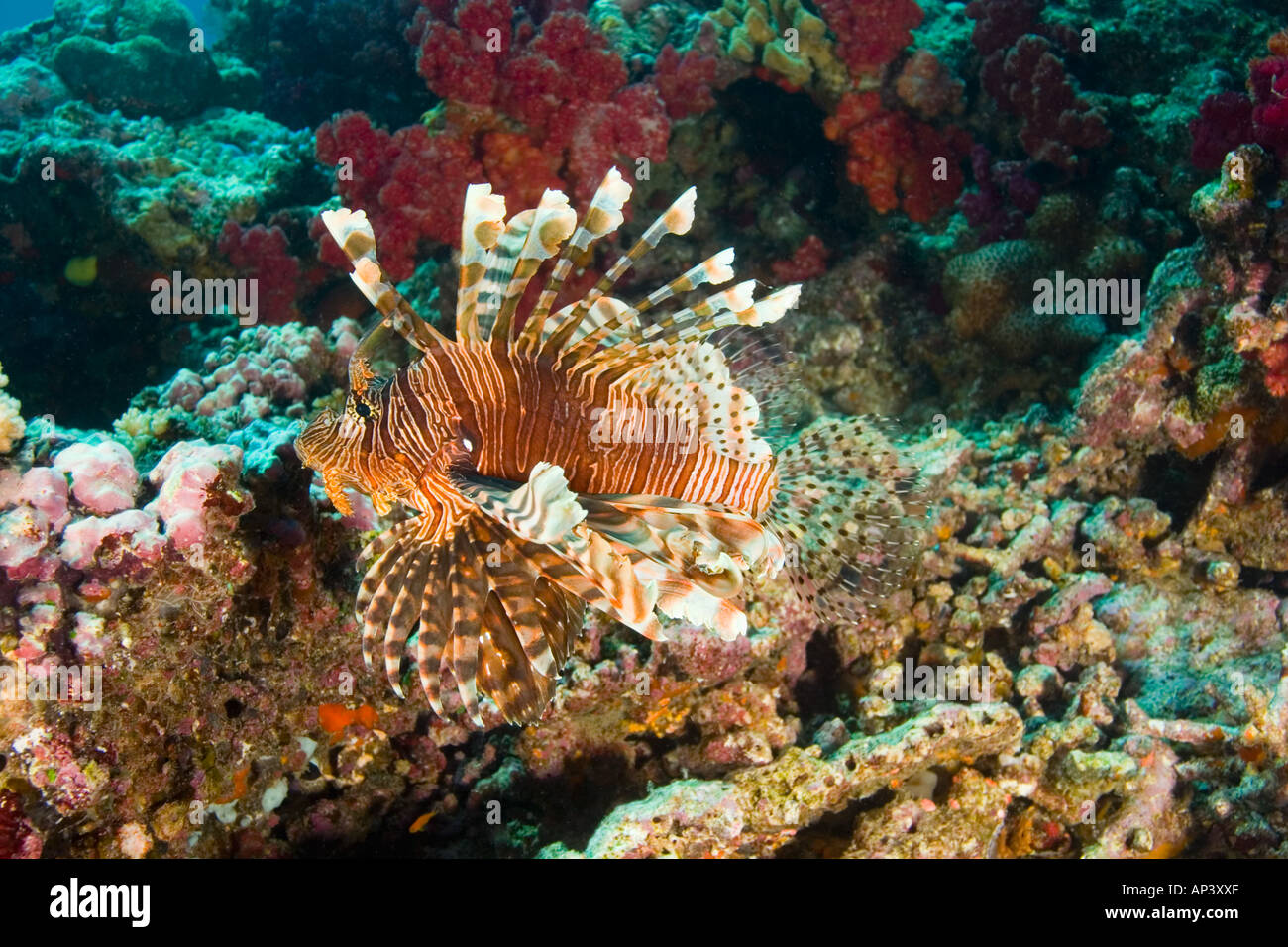 South Pacific, Fiji, Rainbow Reef near Taveuni Island, Lionfish ...