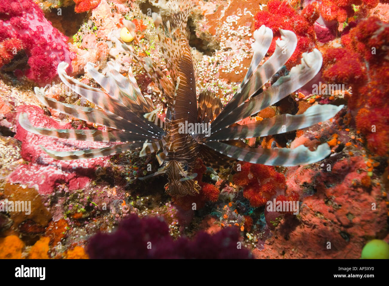 Rainbow Reef in Taveuni, Fiji in the South Pacific Stock Photo - Alamy