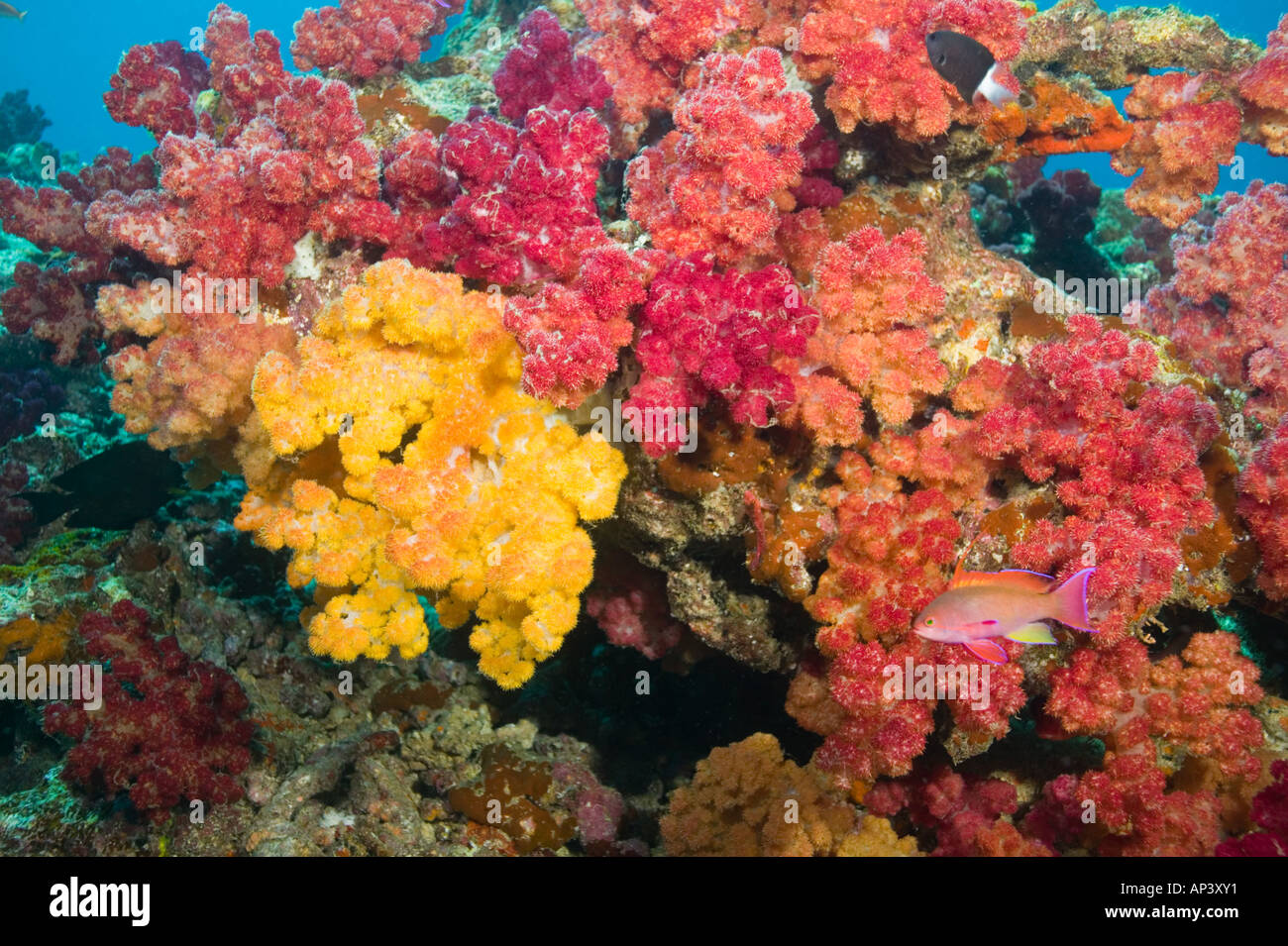 South Pacific, Fiji, Rainbow Reef in Taveuni Stock Photo - Alamy