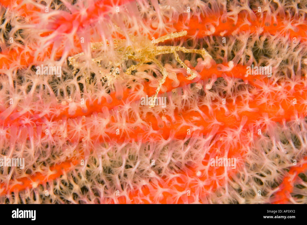South Pacific, Fiji, Marine Life Stock Photo - Alamy
