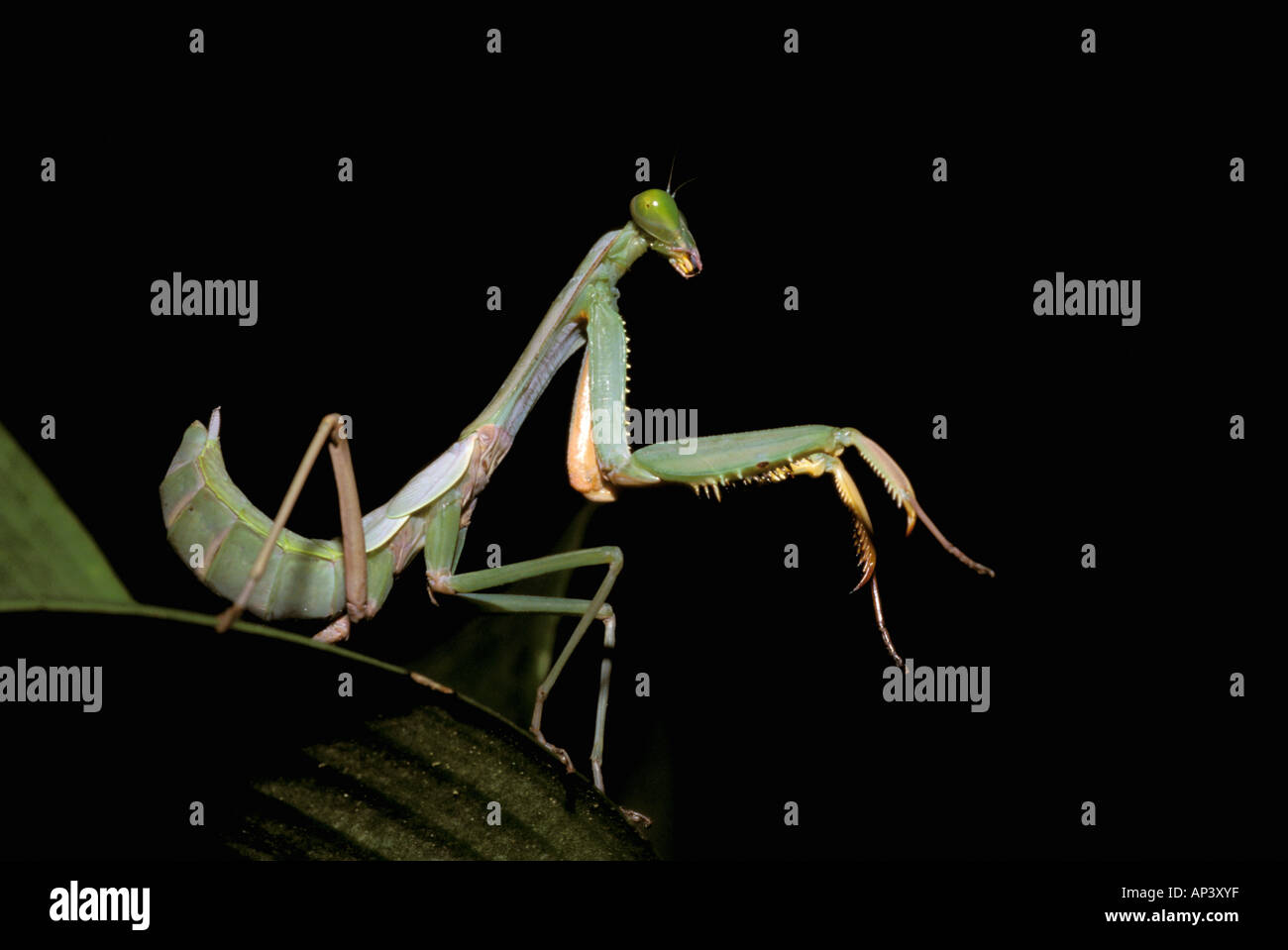 Asia, Papua New Guinea, Mount Amungwiwa region. Praying Mantis ...