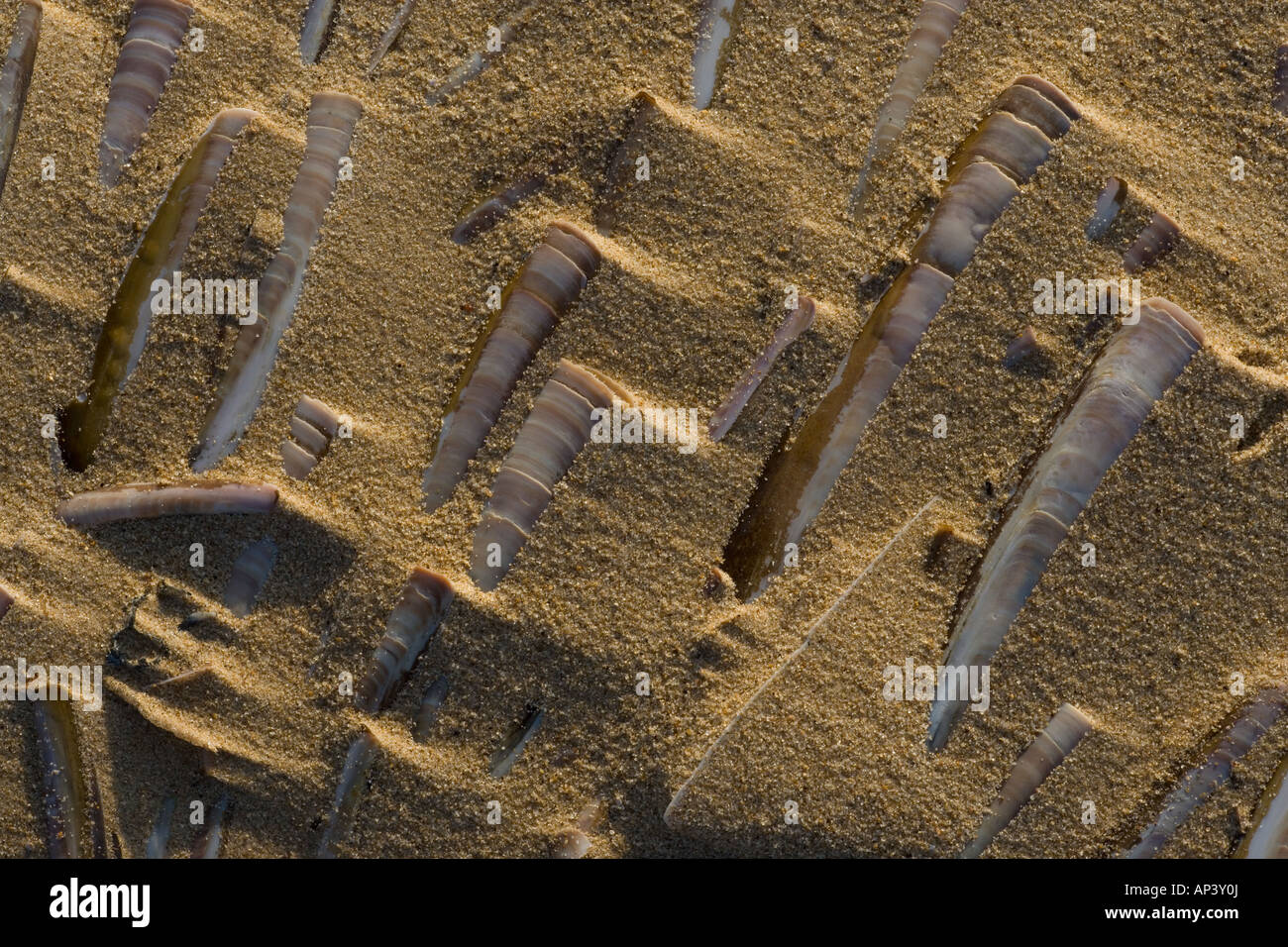Razor Shell Ensis siliqua on Norfolk Beach Stock Photo - Alamy