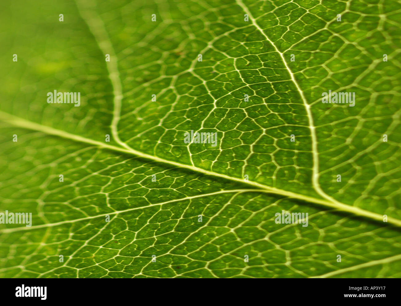 Macro shot of a leaf showing texture and structure lines Stock Photo ...