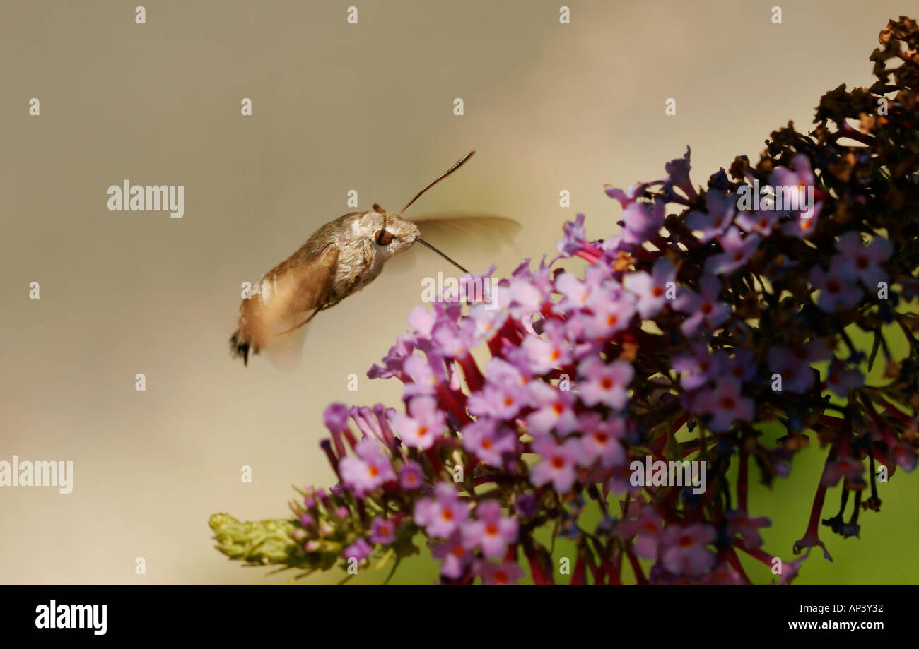 Hummingbird hawk moth buddleia hi-res stock photography and images - Alamy