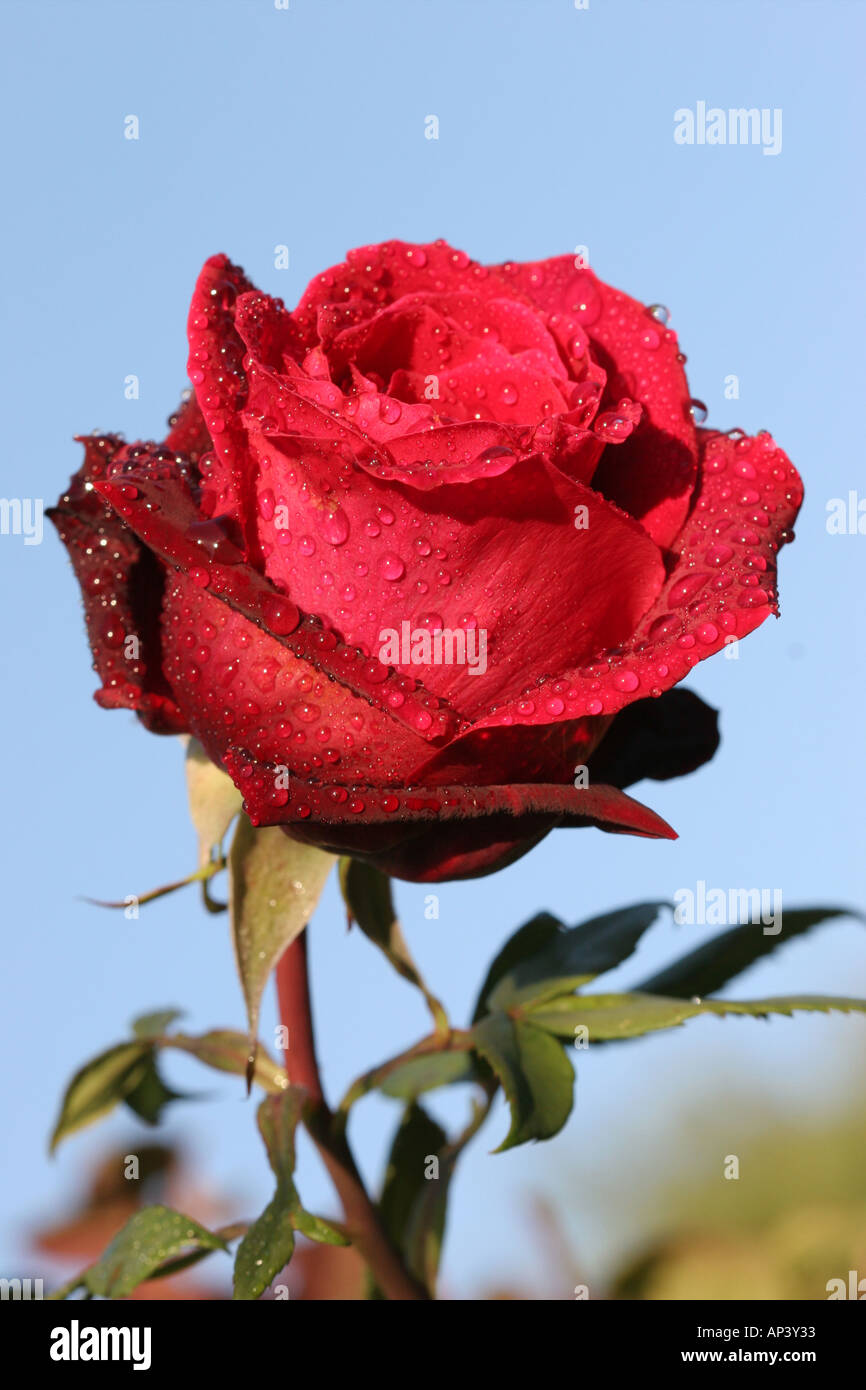 English Red Rose Covered in Water Droplets Under a Blue Sky Stock Photo ...