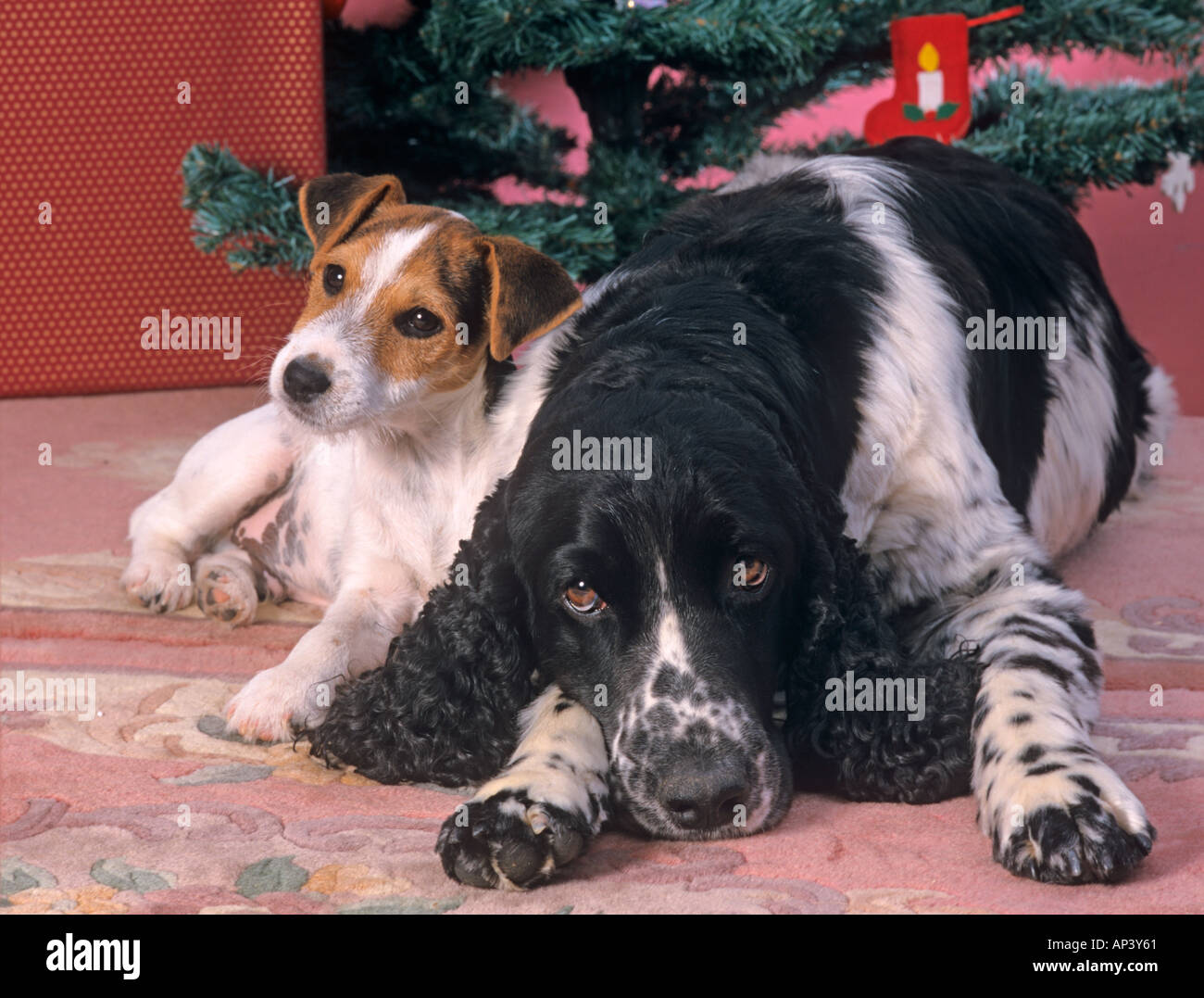Rough coated jack russell hi-res stock photography and images - Alamy