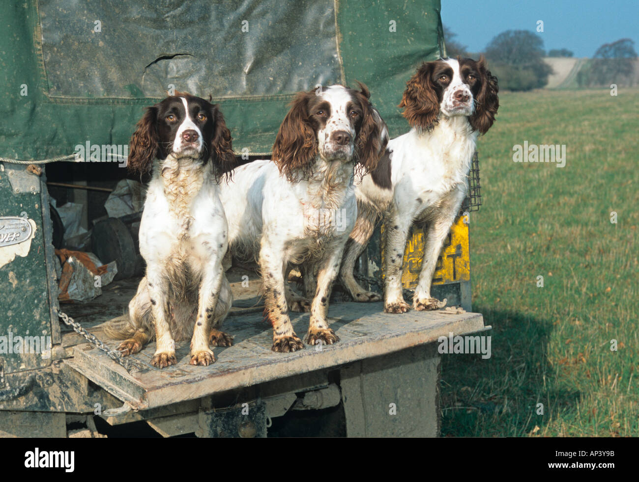 Working springer spaniel tail hi-res stock photography and images - Alamy