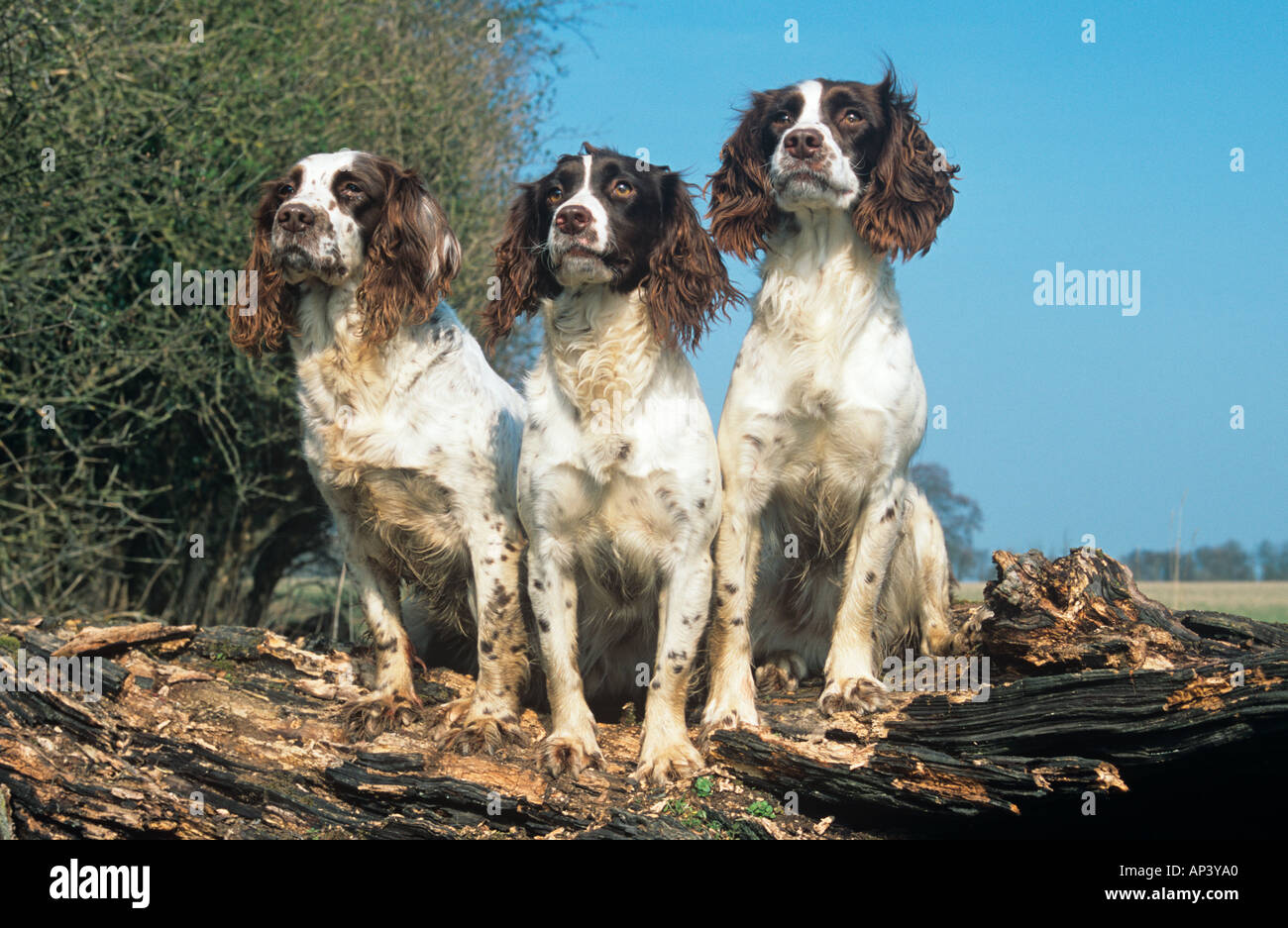 Working spaniel tail hi-res stock photography and images - Alamy