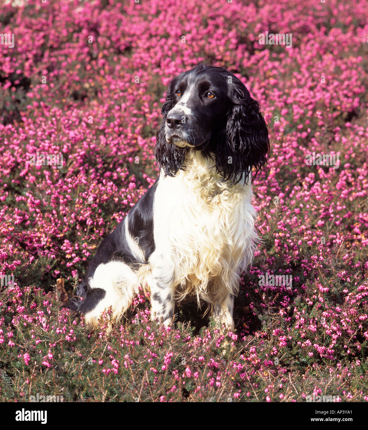 English working dogs retrieving hi-res stock photography and images - Alamy