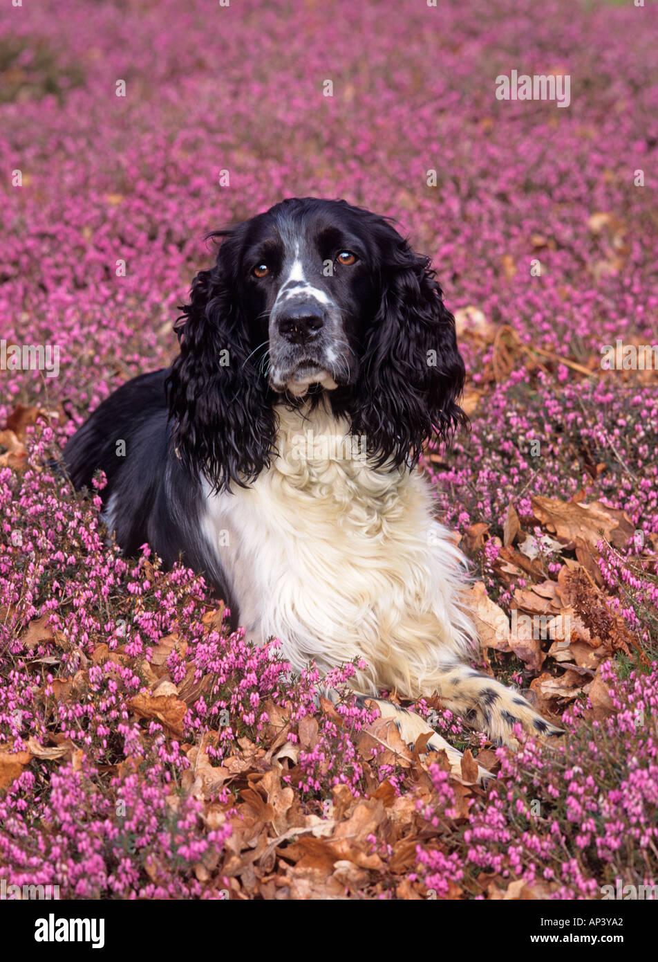 English Springer Spaniel Working on Moor Stock Photo - Alamy