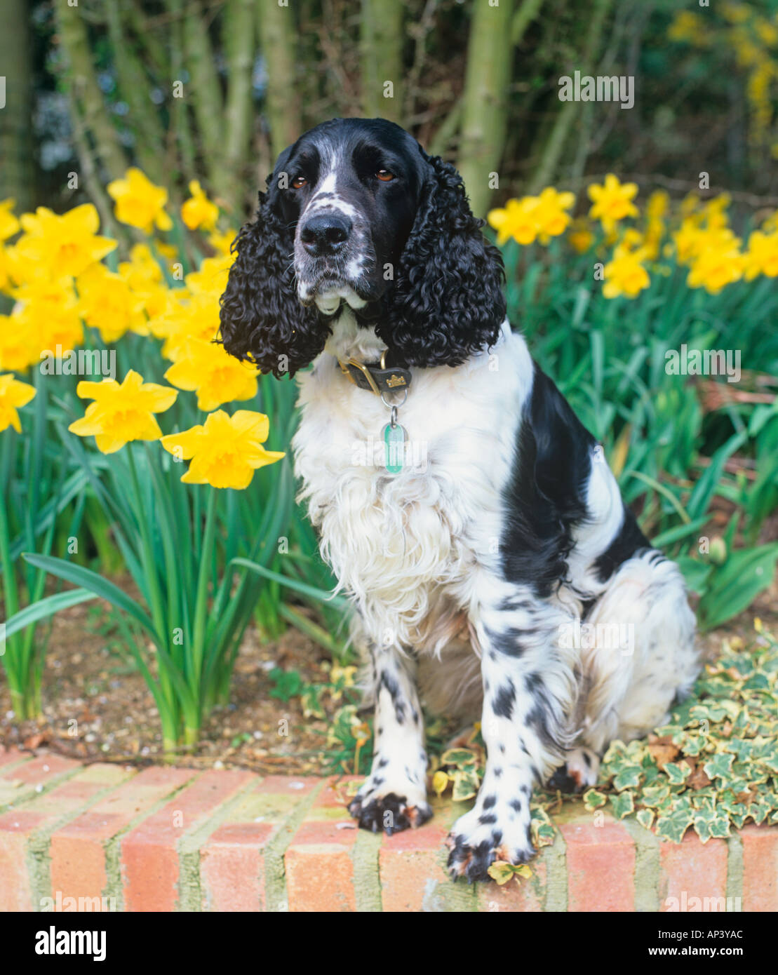 Working springer spaniel tail hi-res stock photography and images - Alamy