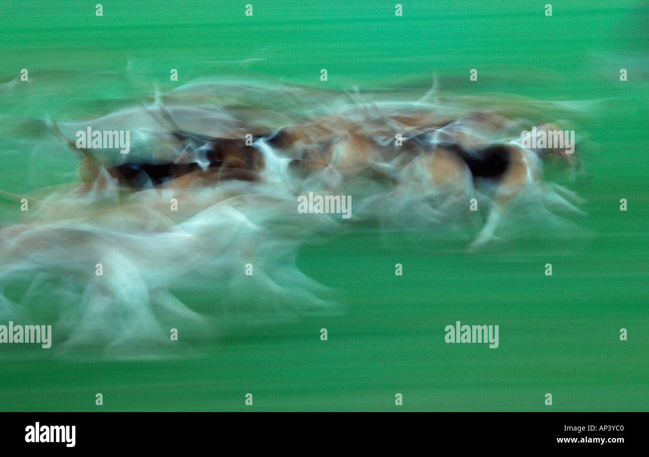 Hounds Hunting High Resolution Stock Photography and Images - Alamy