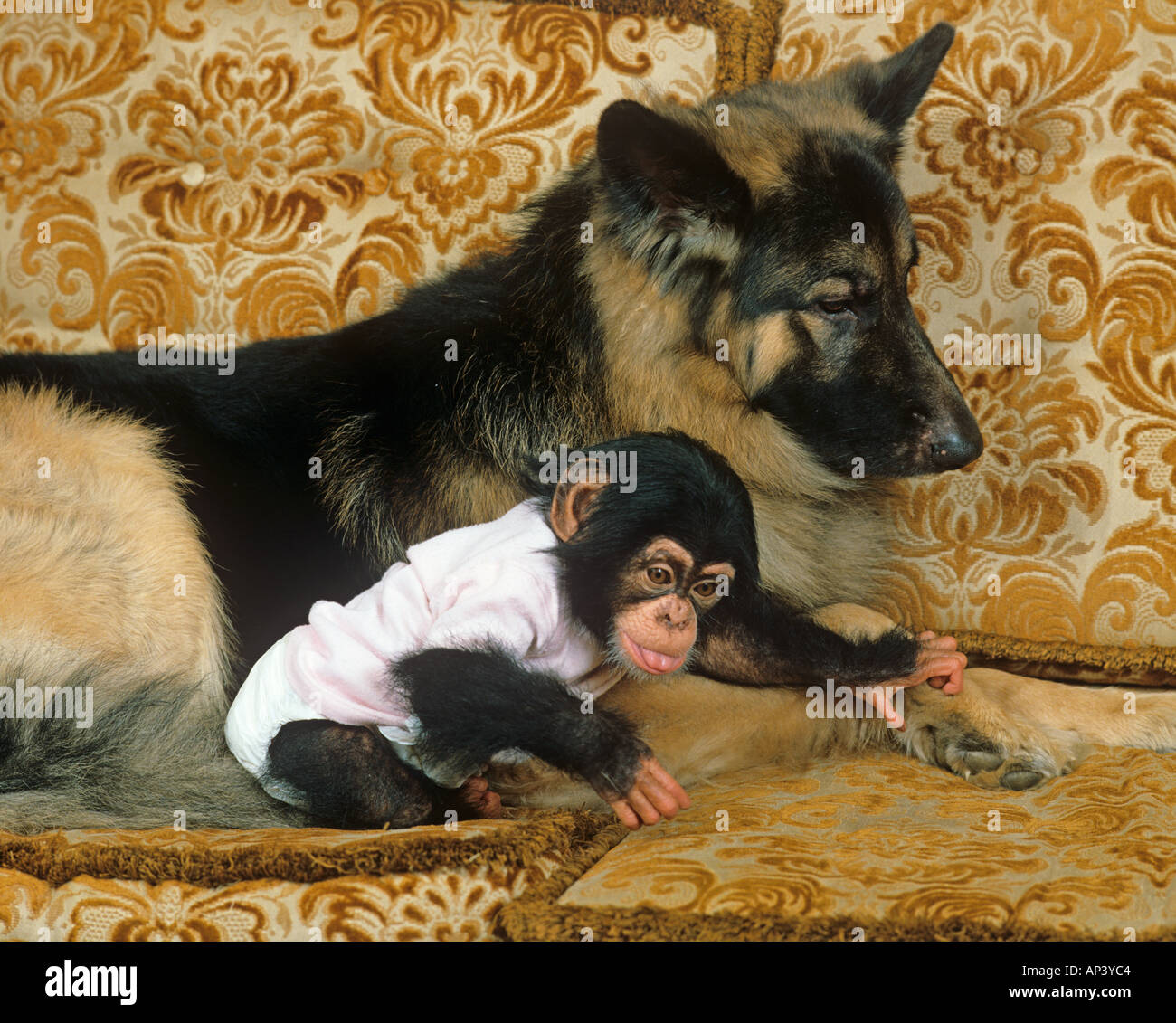 German Shepherd Dog and baby Chimpanzee Stock Photo - Alamy