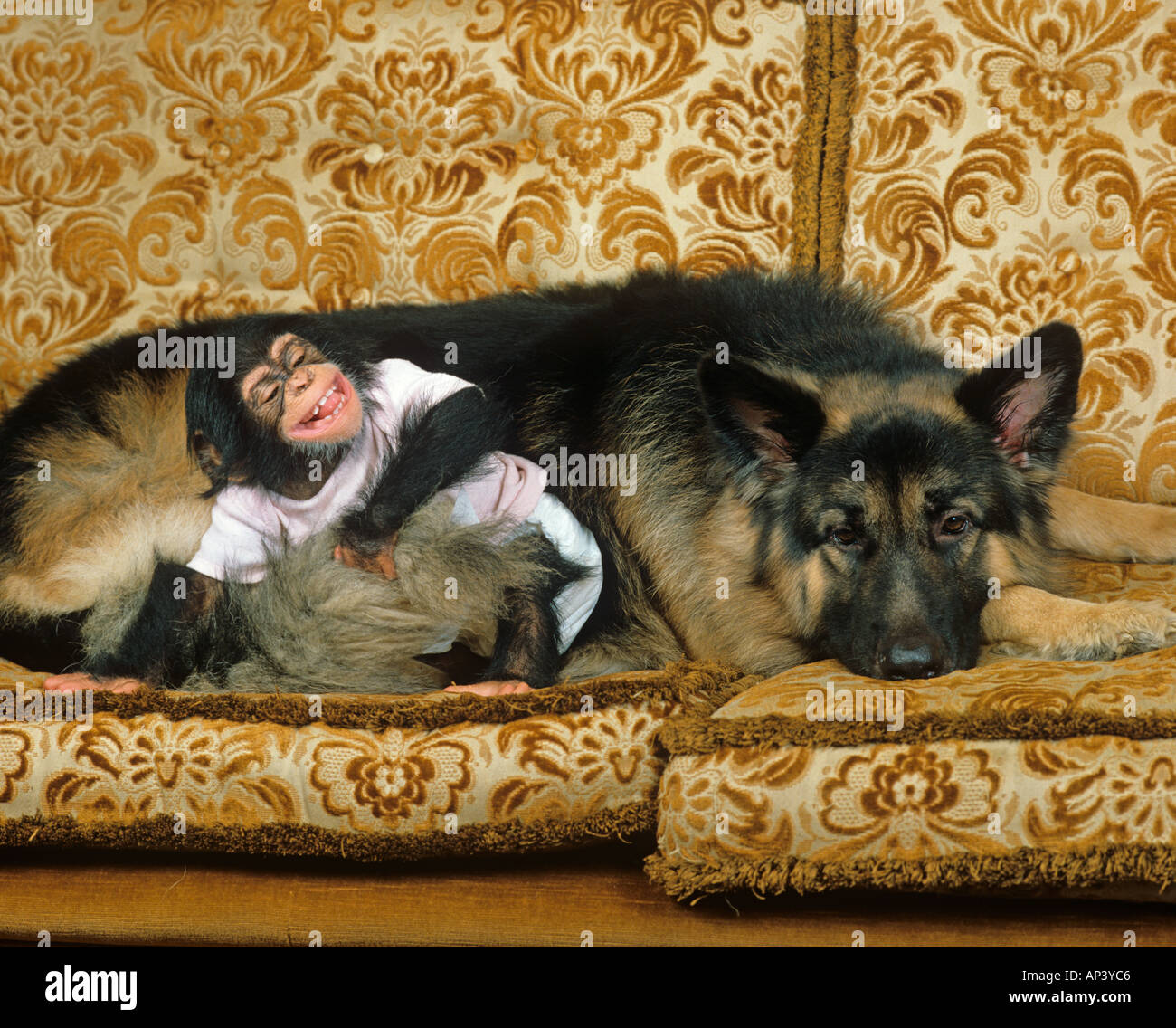 German Shepherd Dog and baby Chimpanzee Stock Photo - Alamy