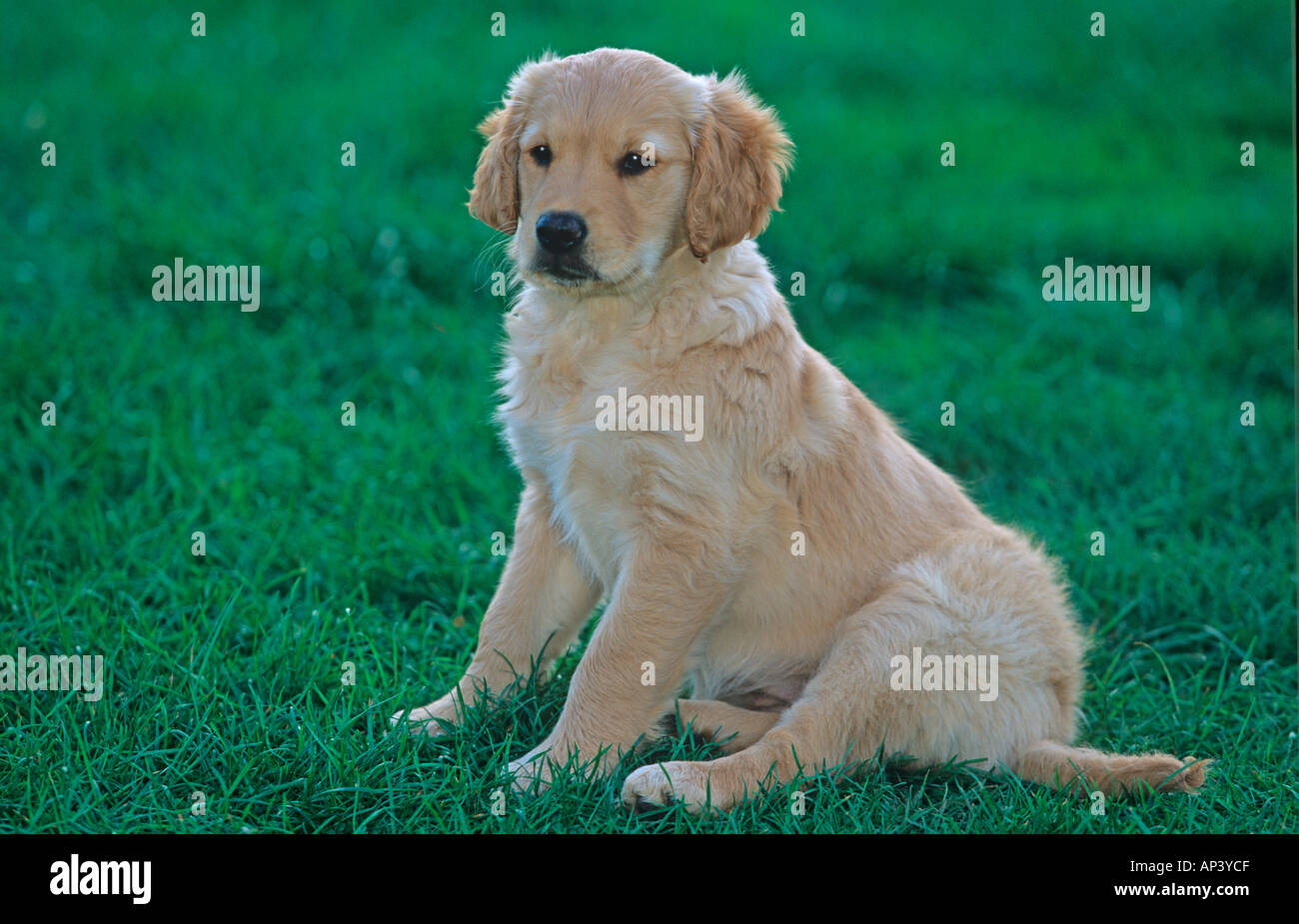 Golden Retriever Puppy Stock Photo - Alamy