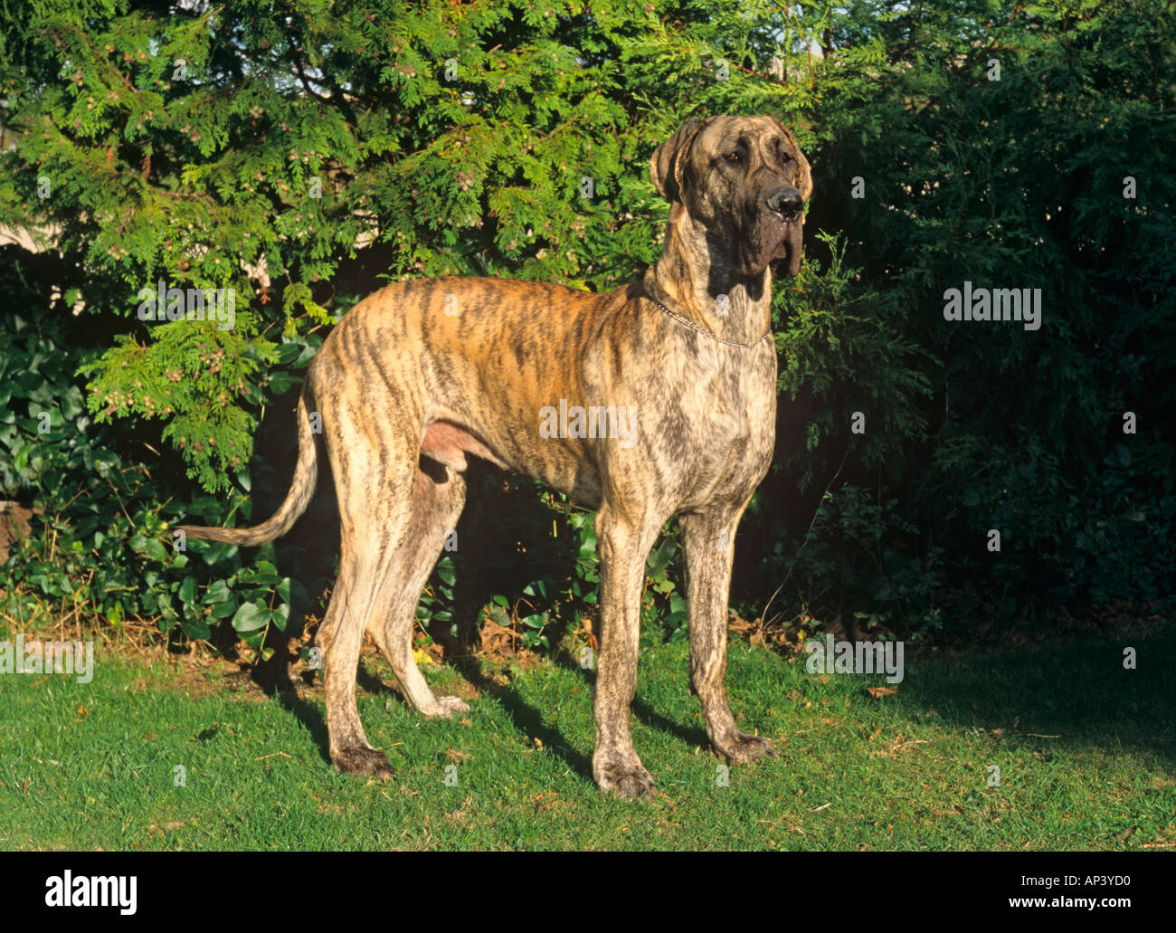Great Dane Brindled Stock Photo - Alamy