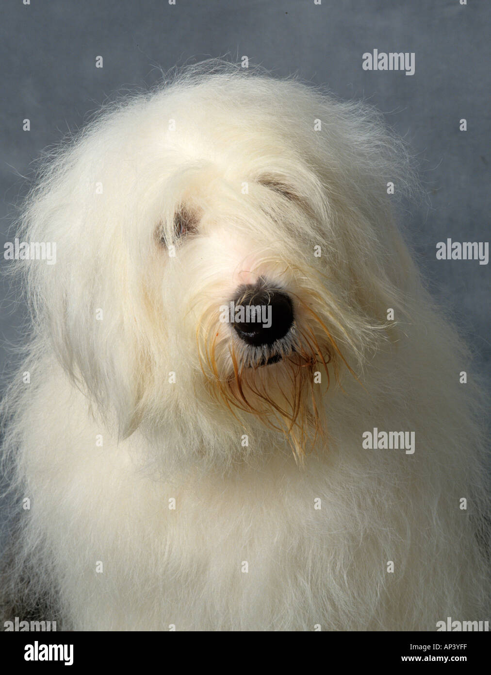 Pet Domestic Portrait Canine Cute Rough Coated Pedigree Indoor Sitting ...