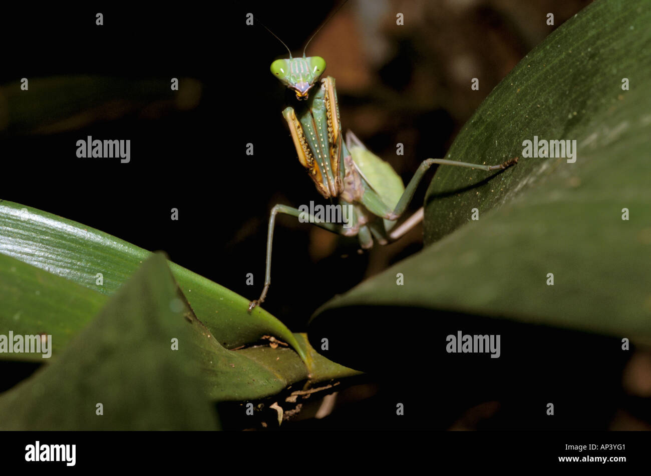 Asia, Papua New Guinea, Mount Amungwiwa region. Praying Mantis ...