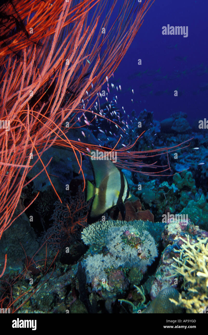 Papua New Guinea, West New Britain, healthy reef system Stock Photo - Alamy
