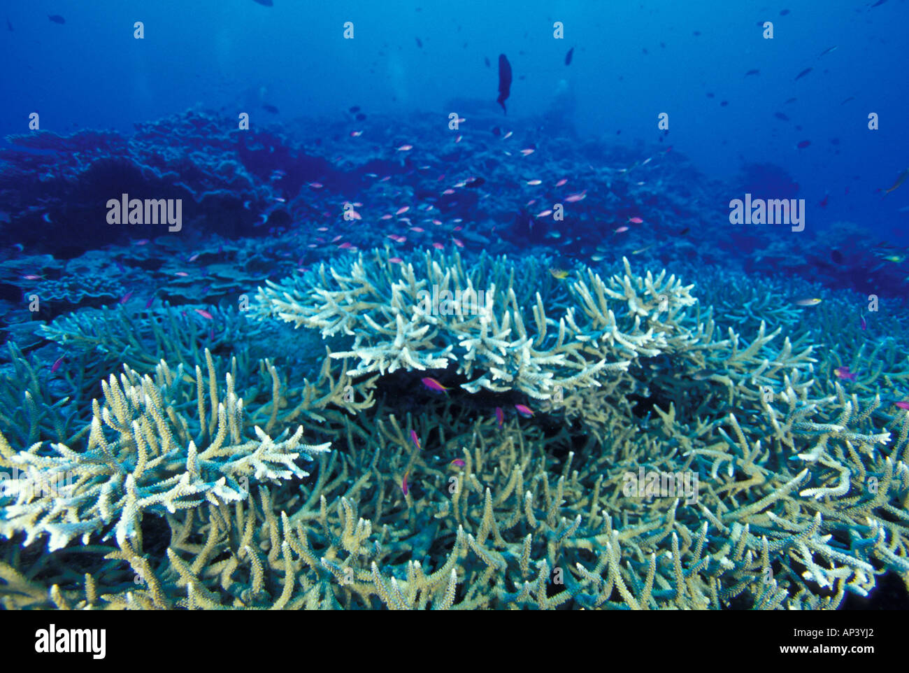 Papua New Guinea, West New Britain, Kimbe Bay, healthy reef system ...