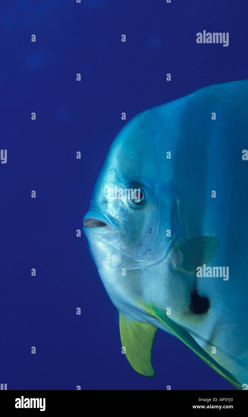 Papua New Guinea, Batfish detail (Platax pinnatus Stock Photo - Alamy