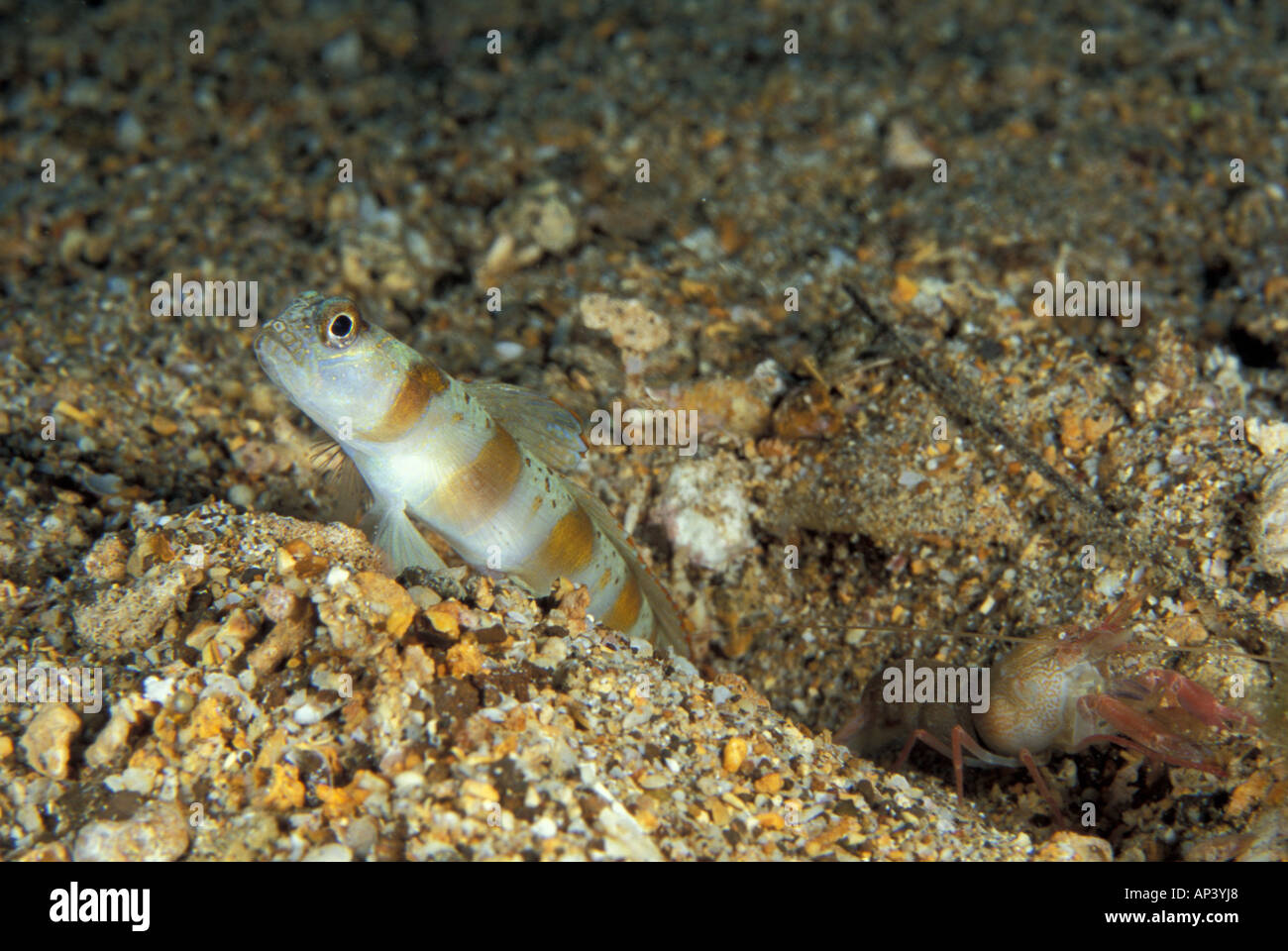 Papua New Guinea, Goby and blind shrimp Stock Photo - Alamy