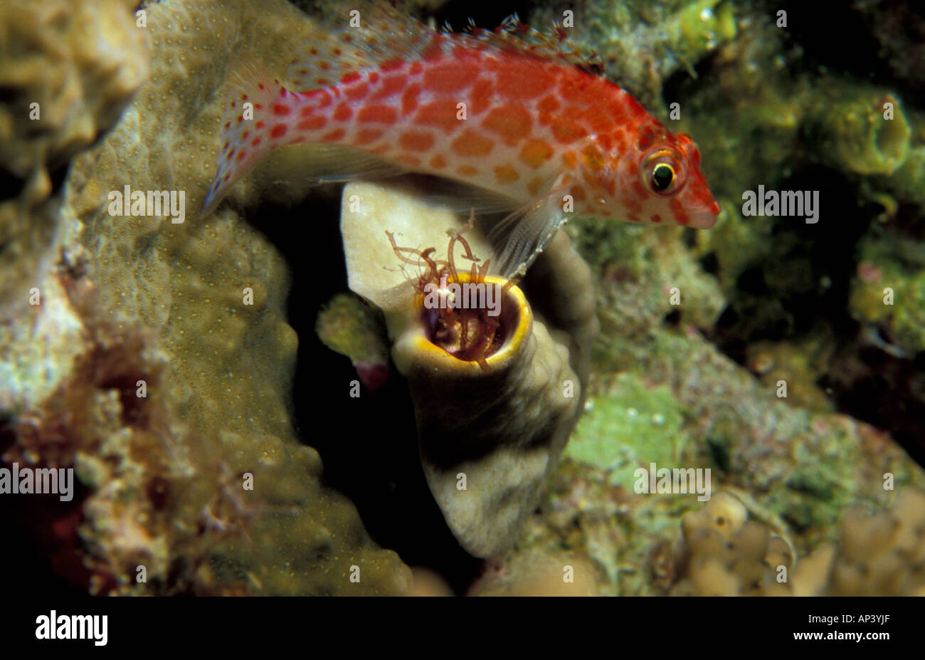 Cirrhitichthys oxycephalus hi-res stock photography and images - Alamy