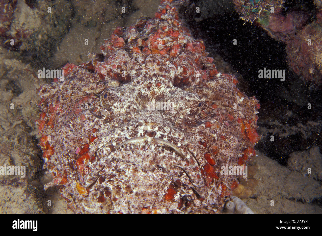 Reef Stonefish Reef Stonefish Synanceia Verrucosa Great Barrier
