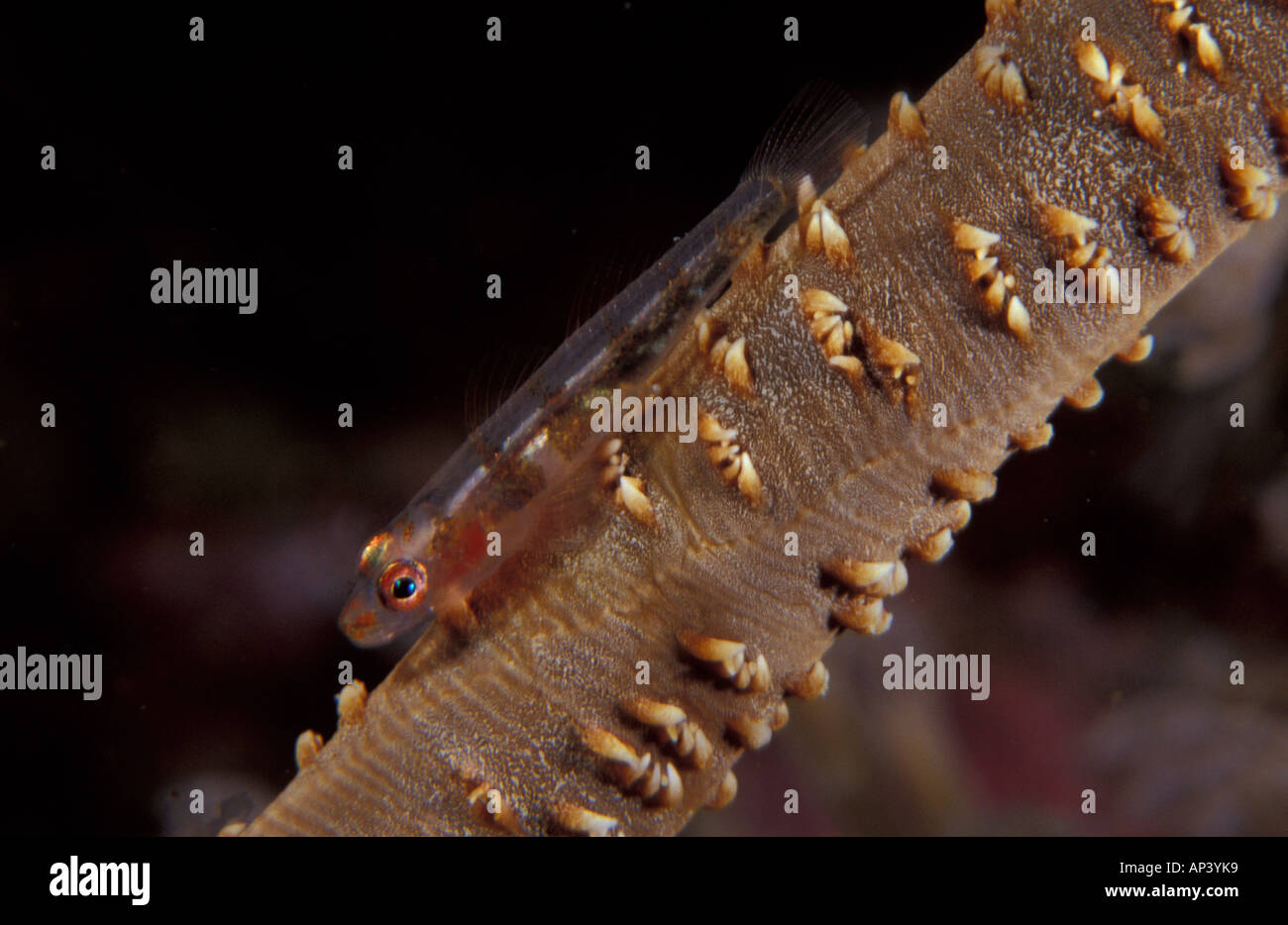 Bryaninops loki hi-res stock photography and images - Alamy