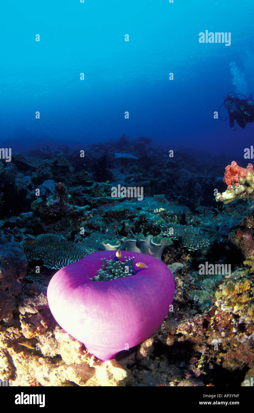 Papua New Guinea, Kavieng, Chammiso Pass, healthy reef Stock Photo - Alamy