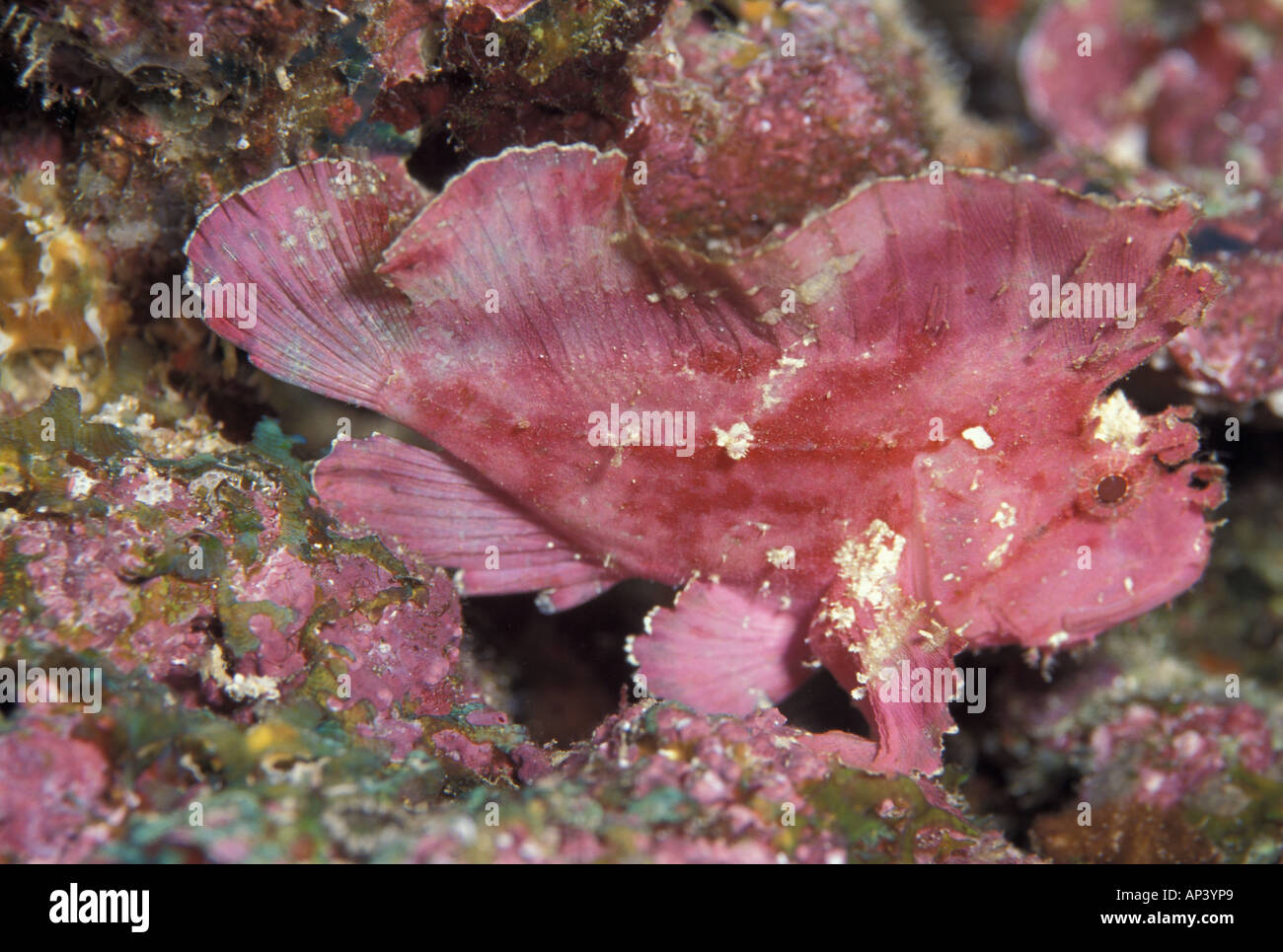 Papua New Guinea, Leaf scorpionfish (Taenianotus triacanthus Stock ...
