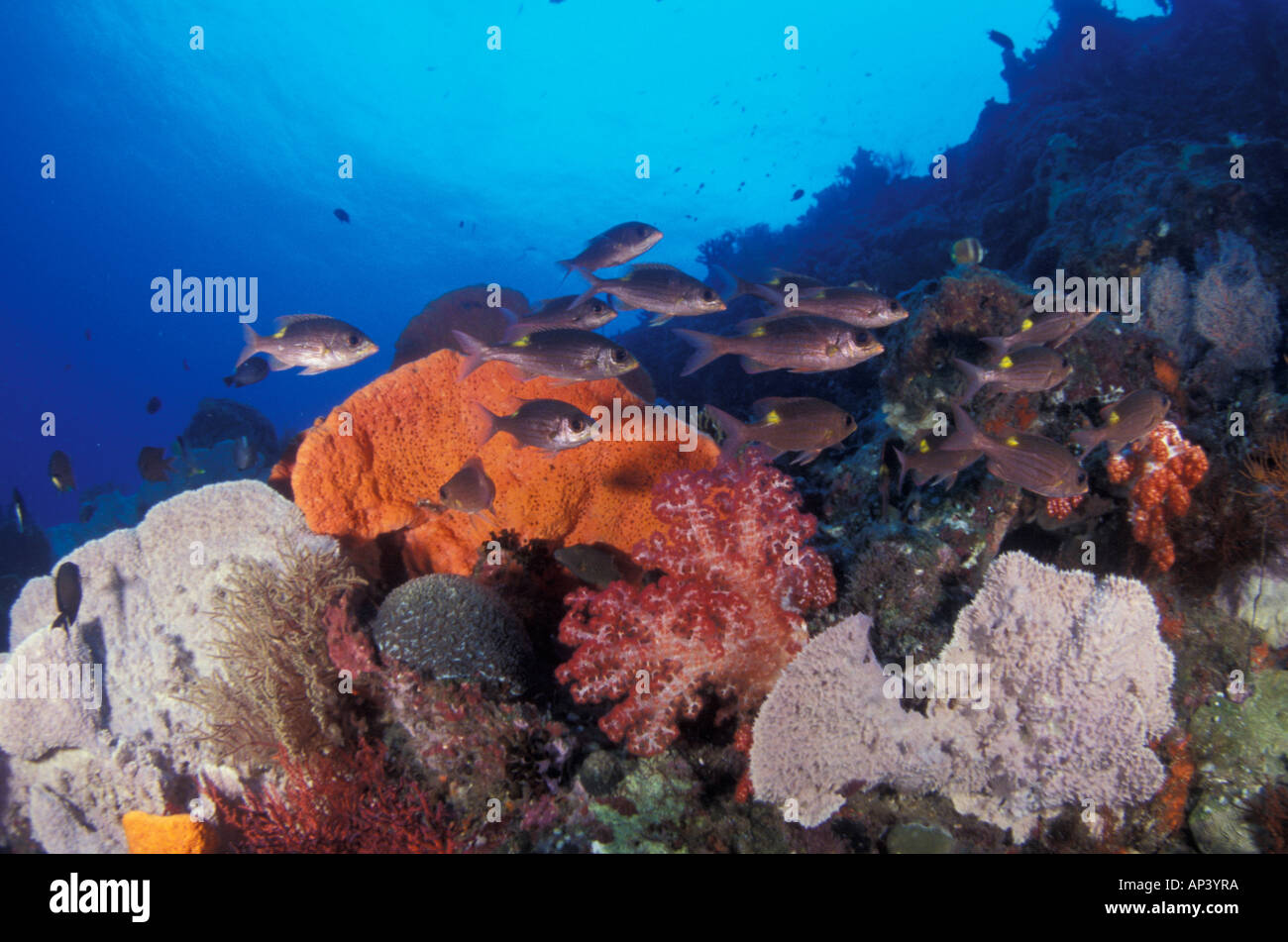 Papua New Guinea, West New Britain, Kimbe Bay, Ann Sophie's Reef Stock ...