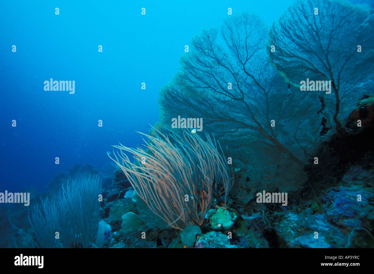 Papua New Guinea, West New Britain, Kimbe Bay, Susan's Reef Stock Photo ...
