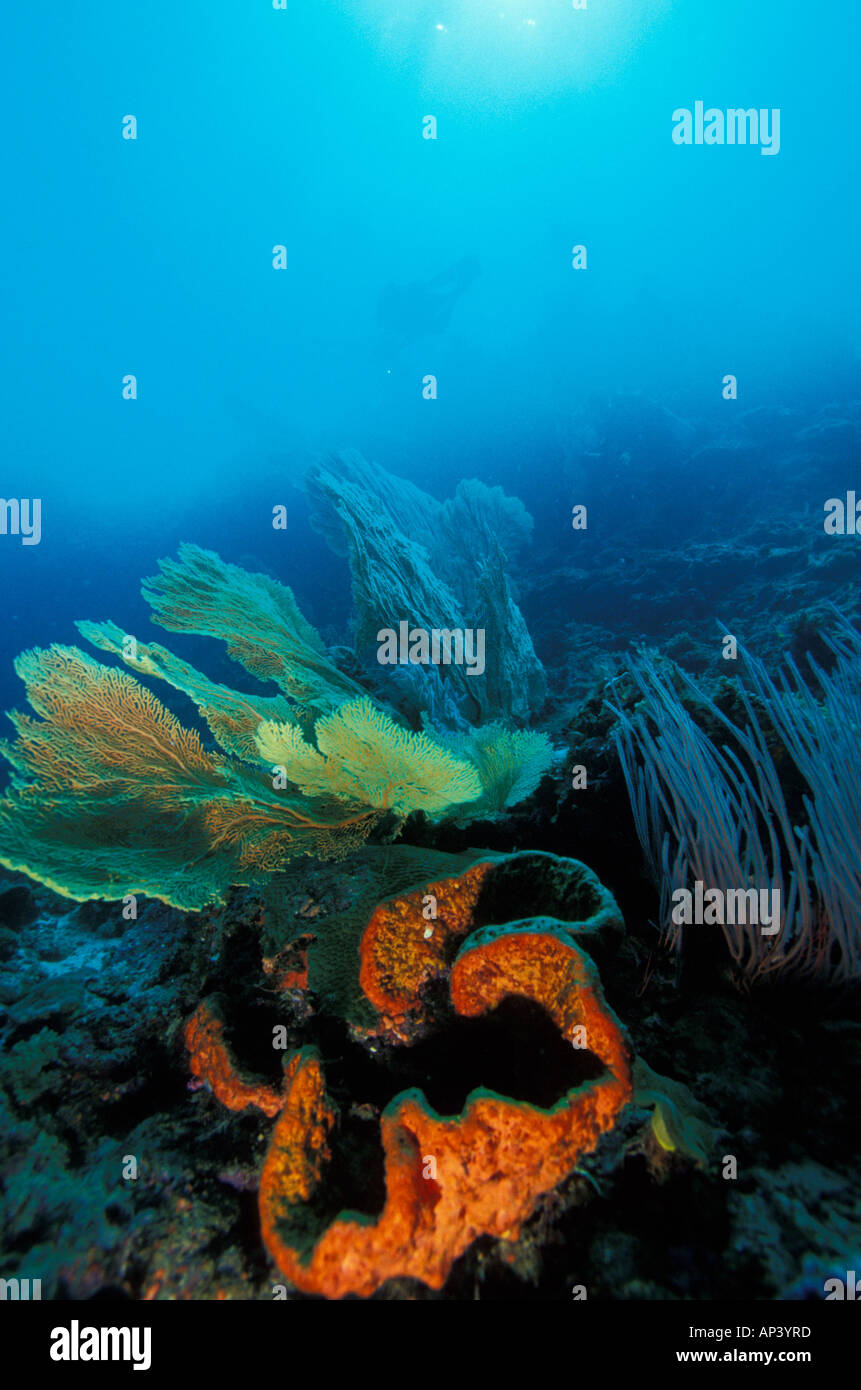 Papua New Guinea, West New Britain, Kimbe Bay, Susan's Reef Stock Photo ...