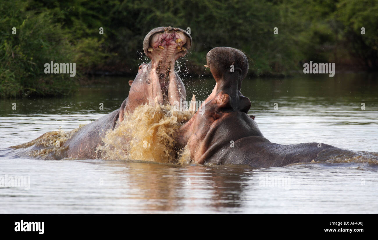 Hippopotamus amphibius blood hi-res stock photography and images - Alamy