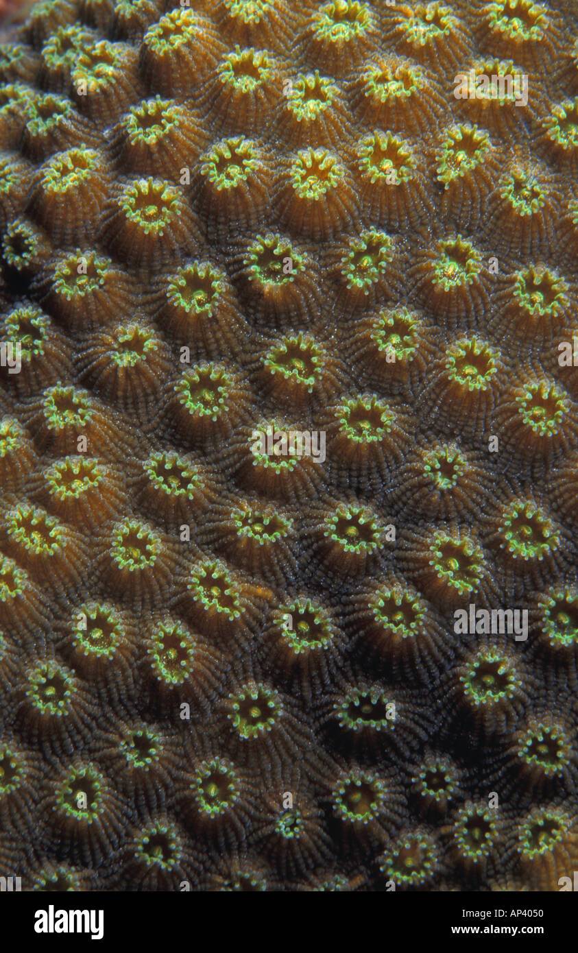 Textured mass of coral hi-res stock photography and images - Alamy