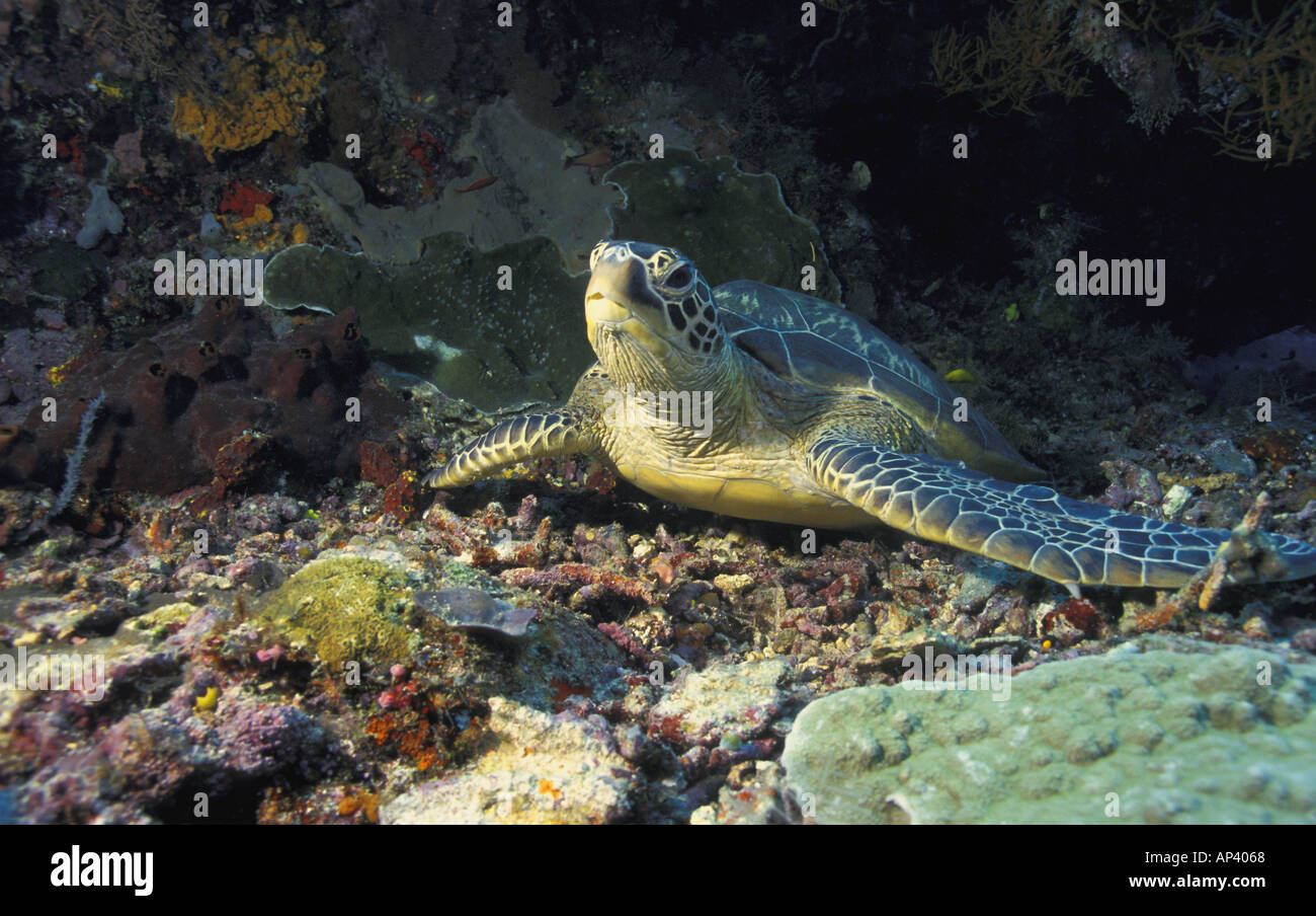 Marine life nature hi-res stock photography and images - Alamy