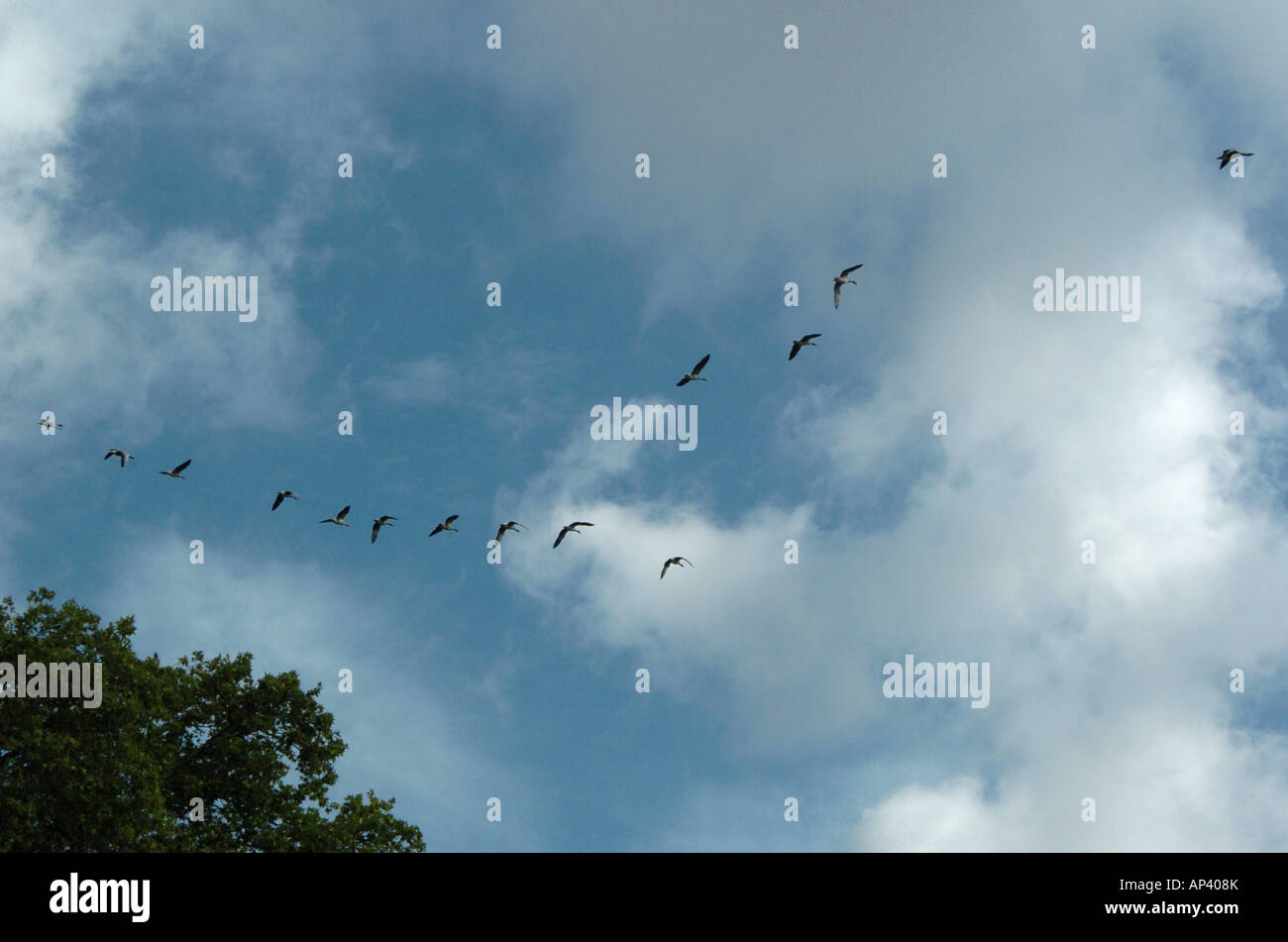 A key birds Stock Photo - Alamy
