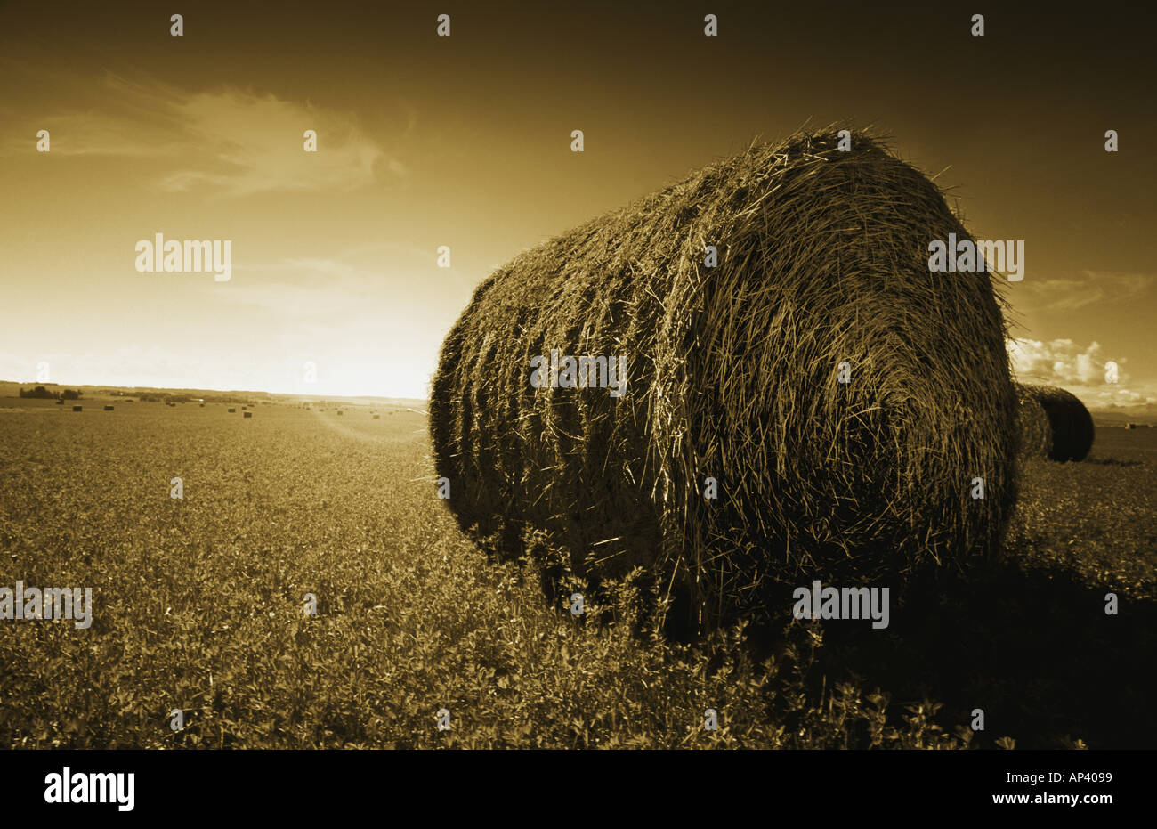 Golden prairie clover hi-res stock photography and images - Alamy
