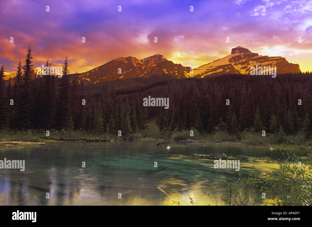 Small mountain lake with submerged logs Stock Photo - Alamy