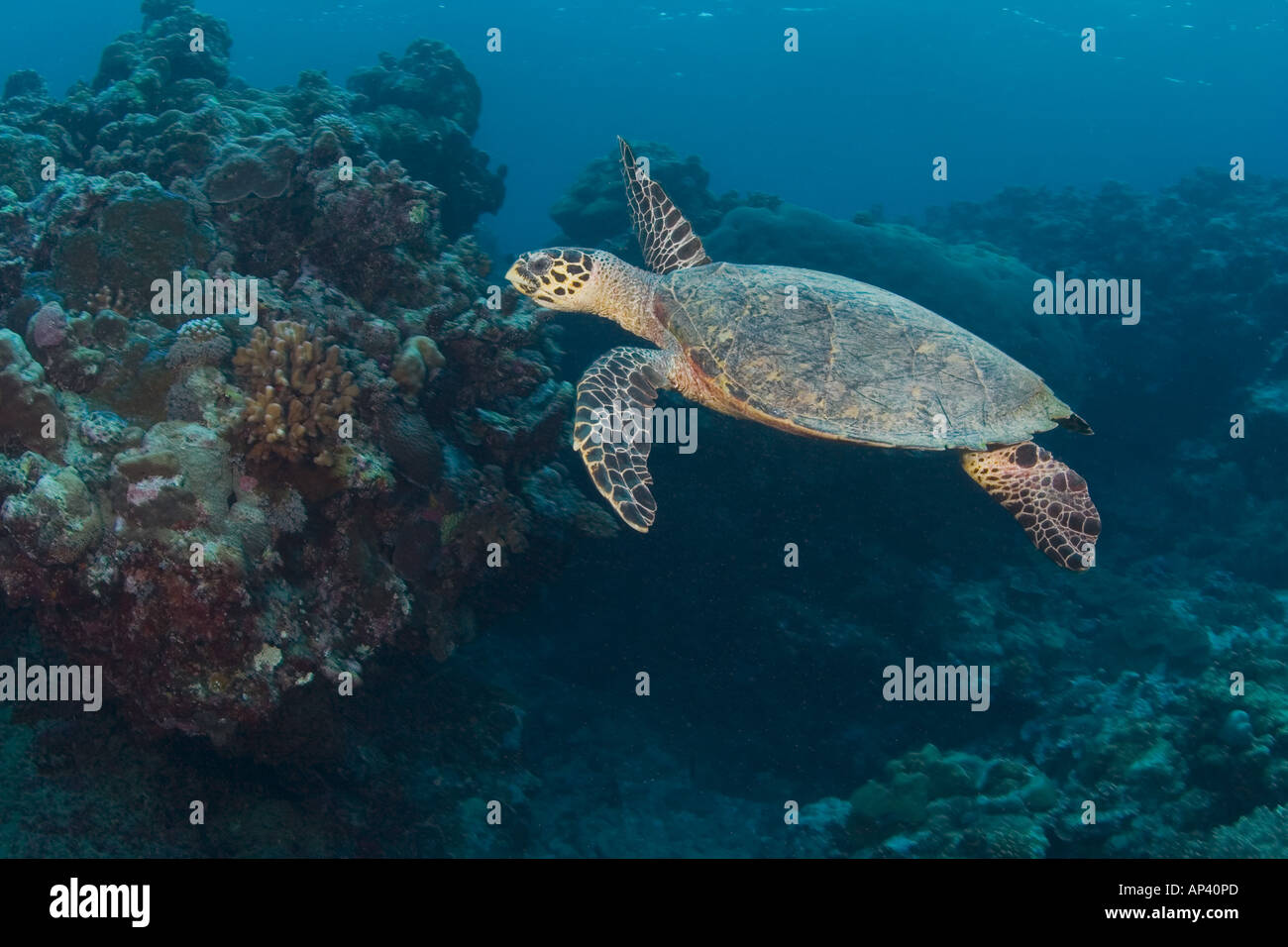 Western Pacific, World Heritage Site, Rock Islands, Micronesia, Palau ...