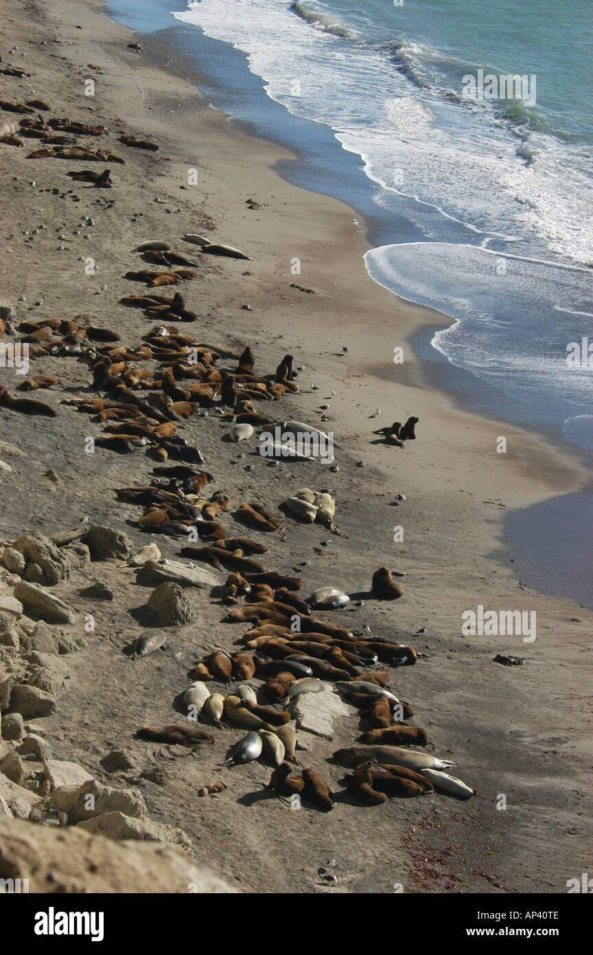 Punta delgado hi-res stock photography and images - Alamy