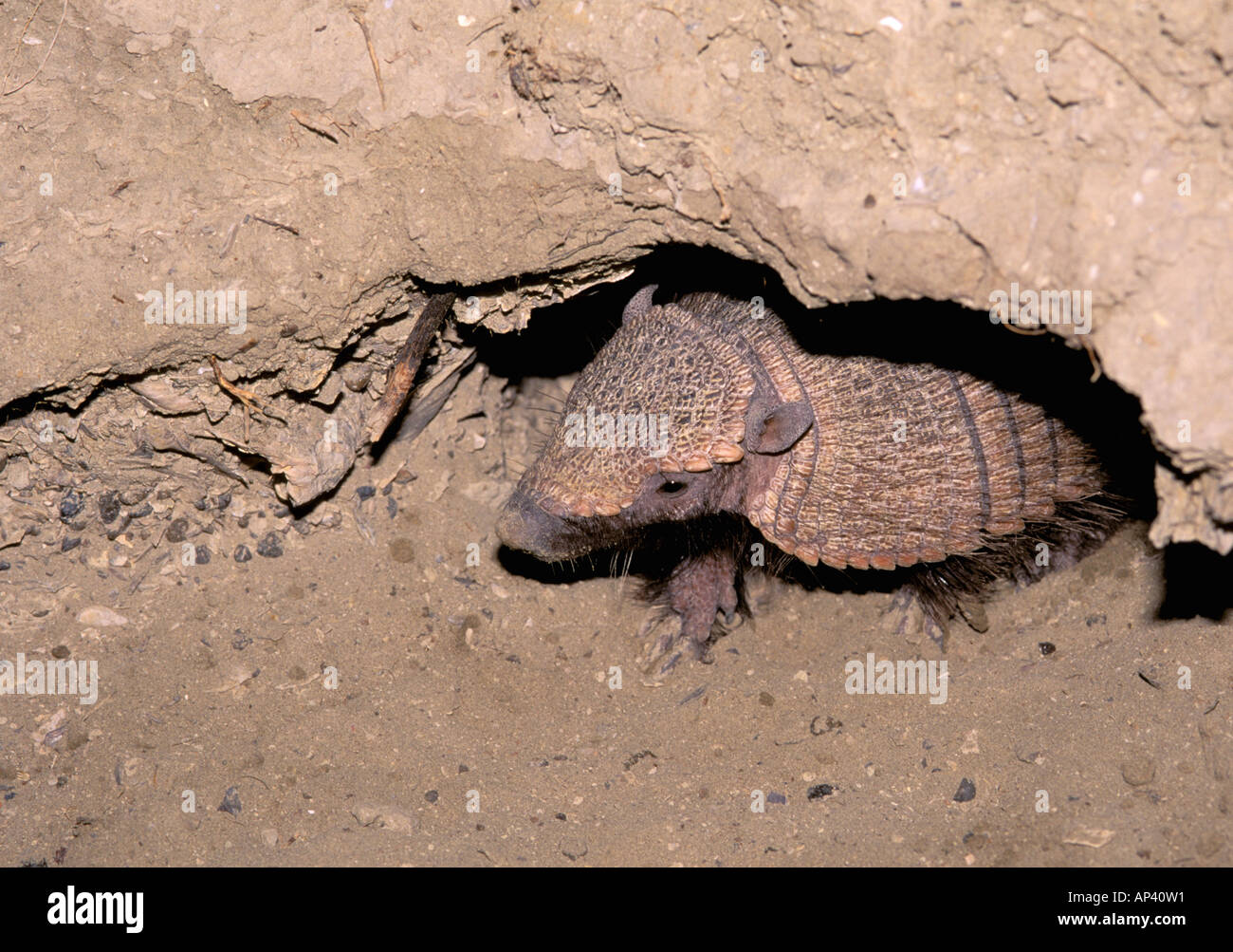Armadillo burrow hi-res stock photography and images - Alamy